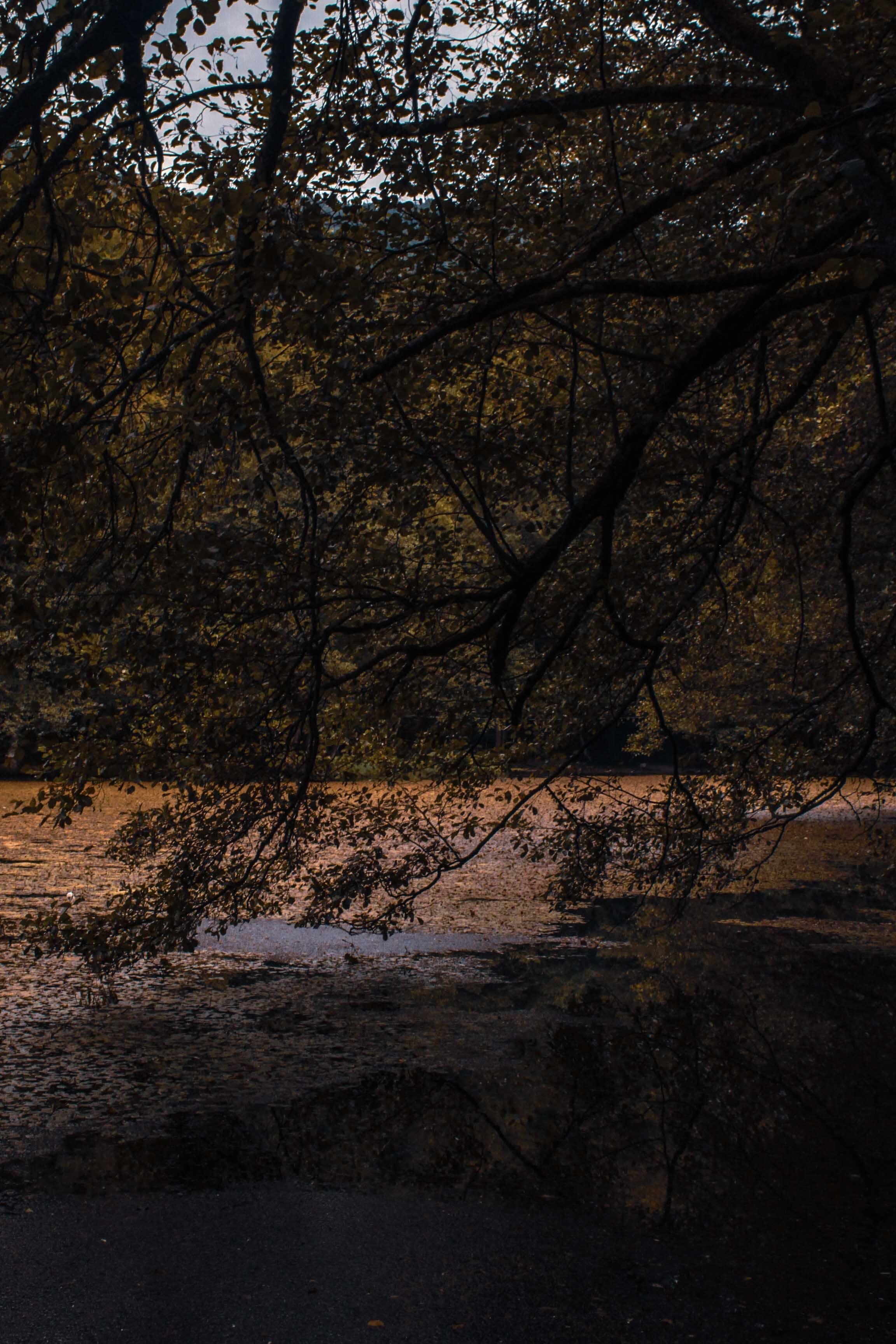 Foliage Lash Landscape · Free Stock Photo
