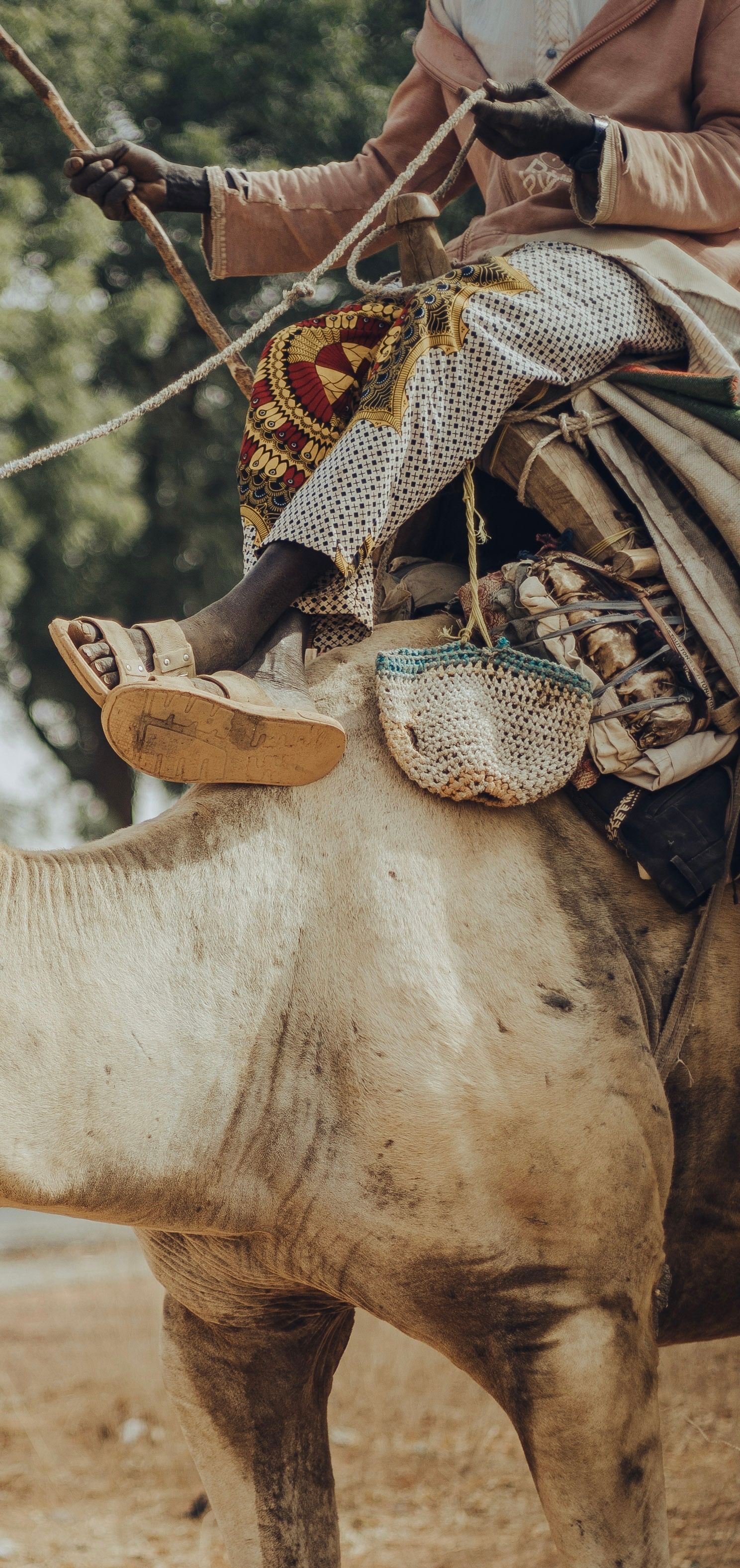 Man on Camel · Free Stock Photo