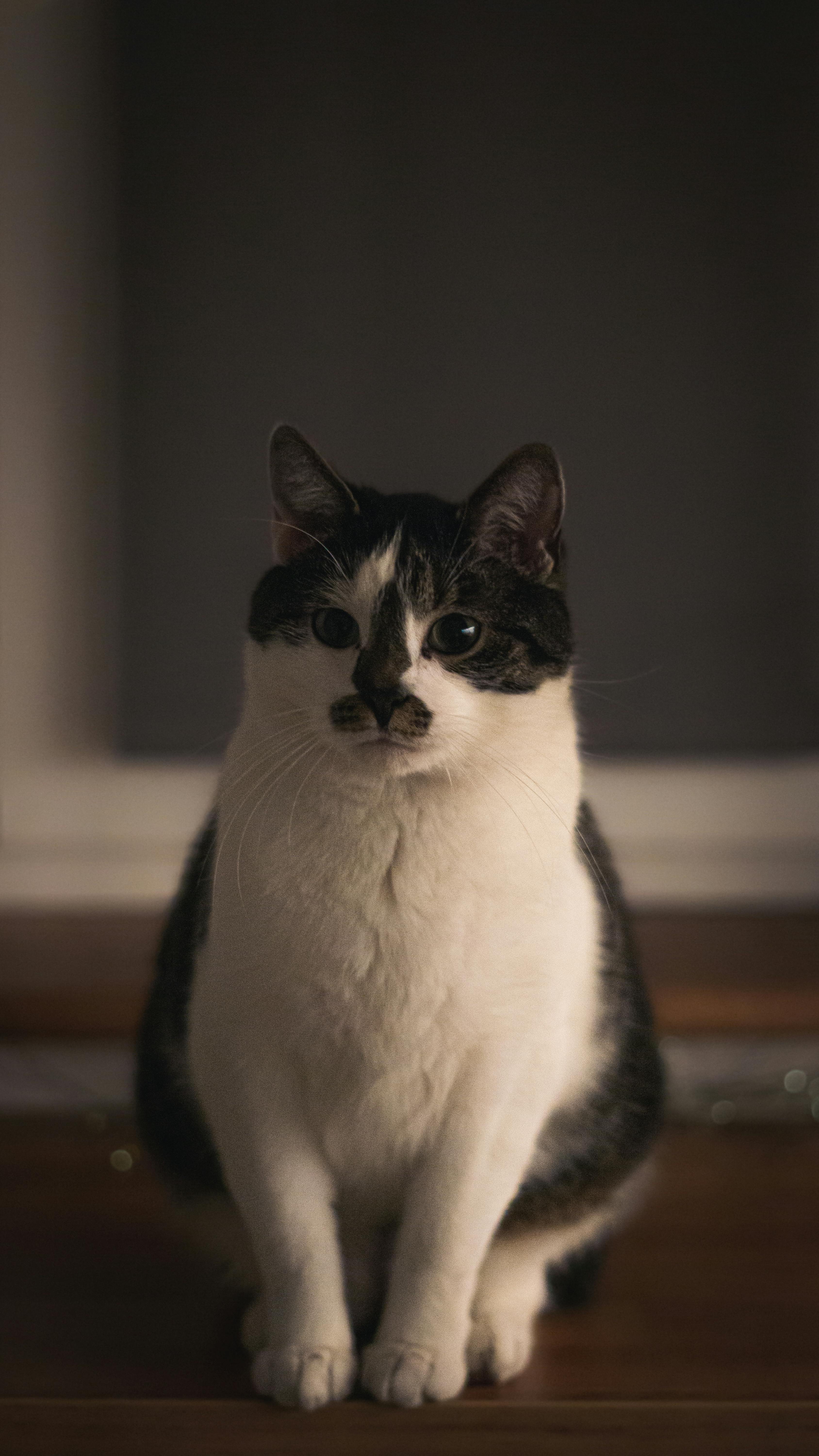 Cara Felix Photos, Download The BEST Free Cara Felix Stock Photos & HD ...