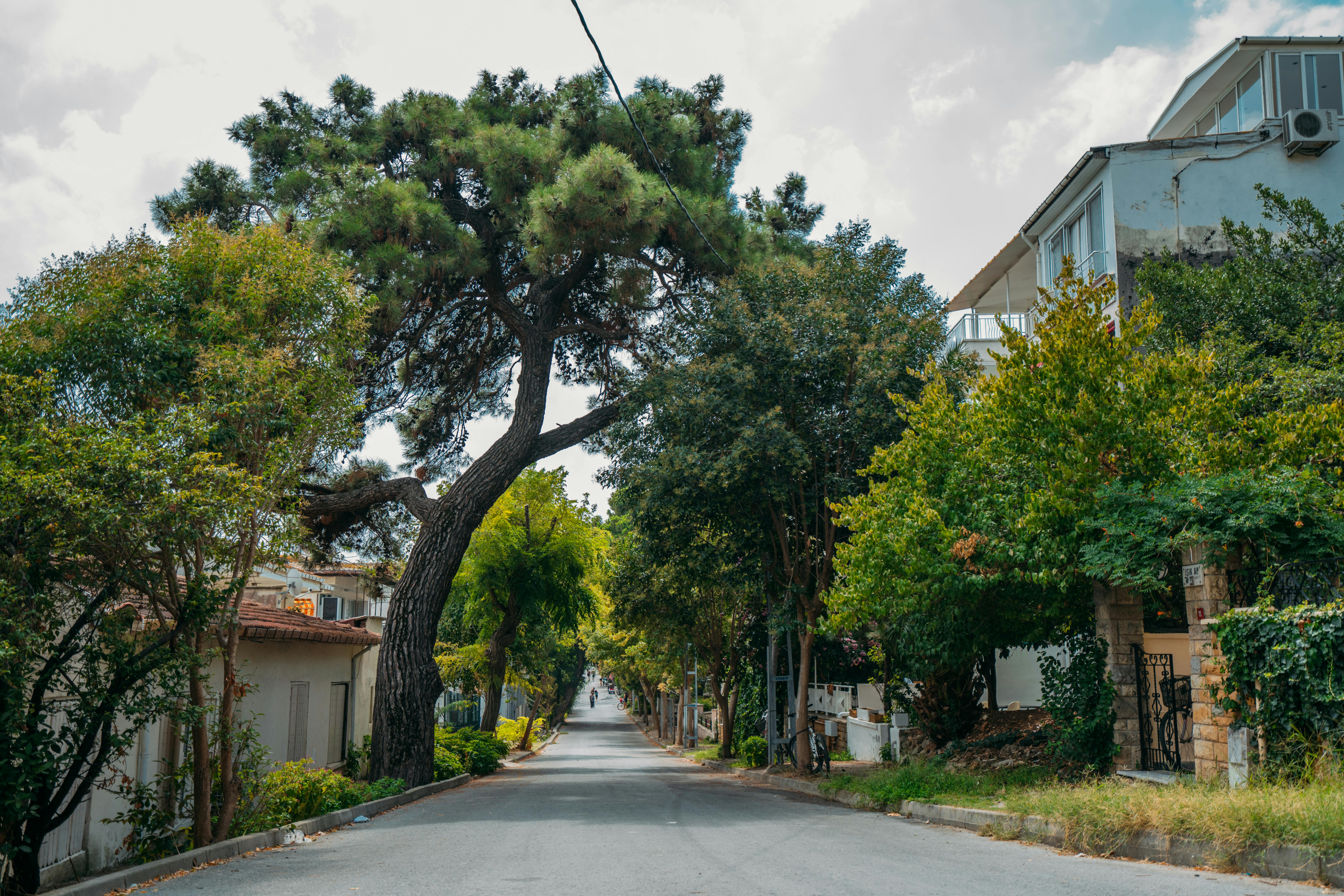 Trees Along Empty Street in City · Free Stock Photo