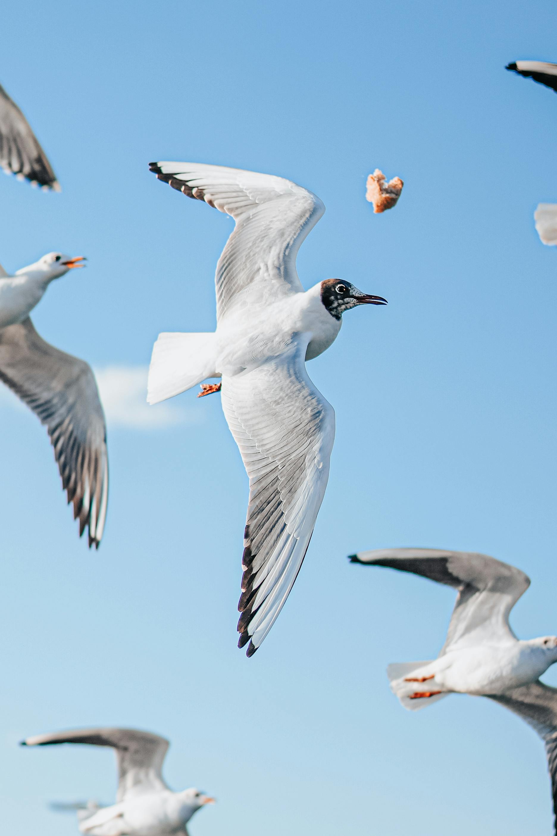 Flock of White Seagulls Flying over the Ocean · Free Stock Photo