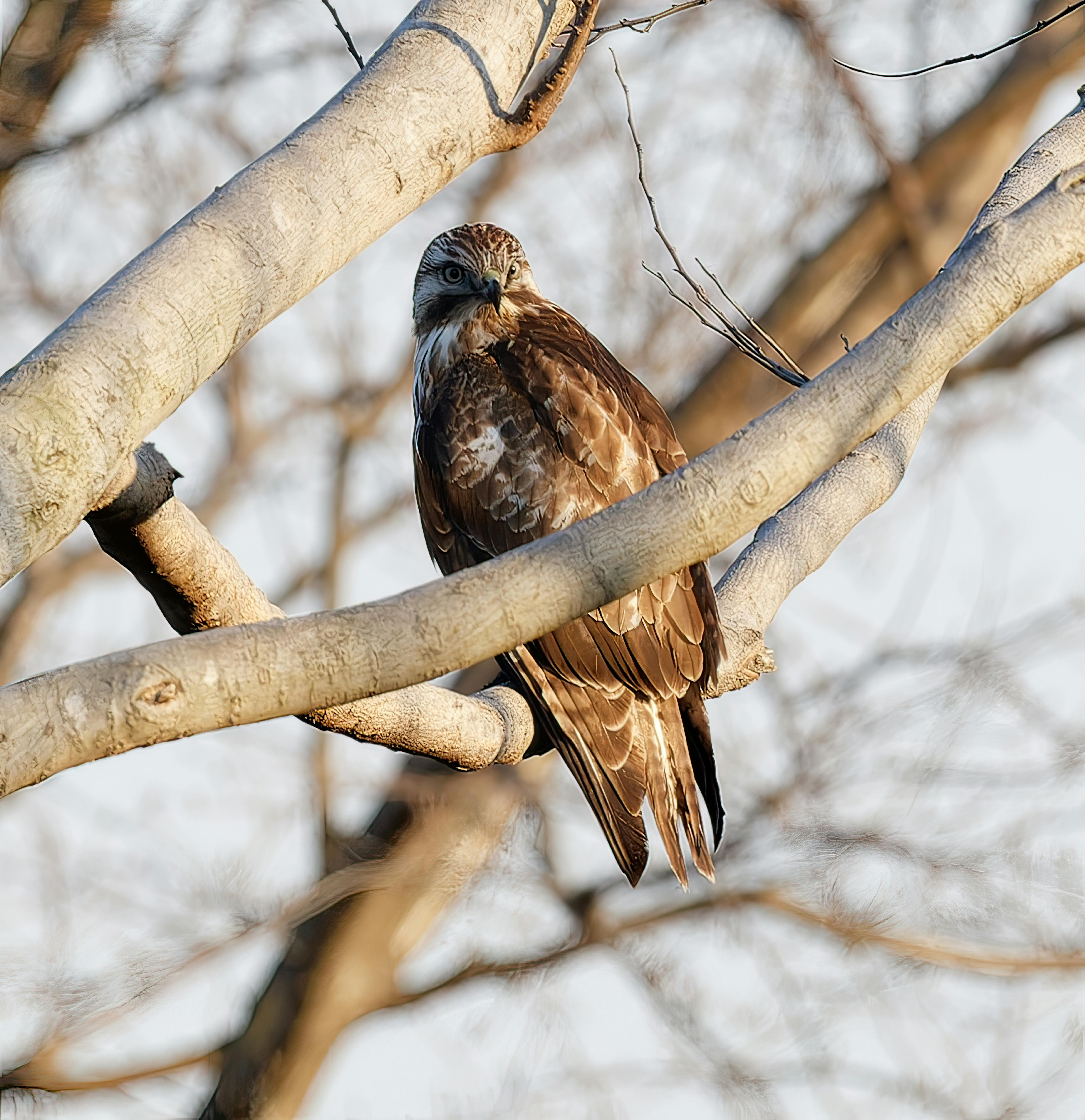 Bird Sitting on Tree · Free Stock Photo