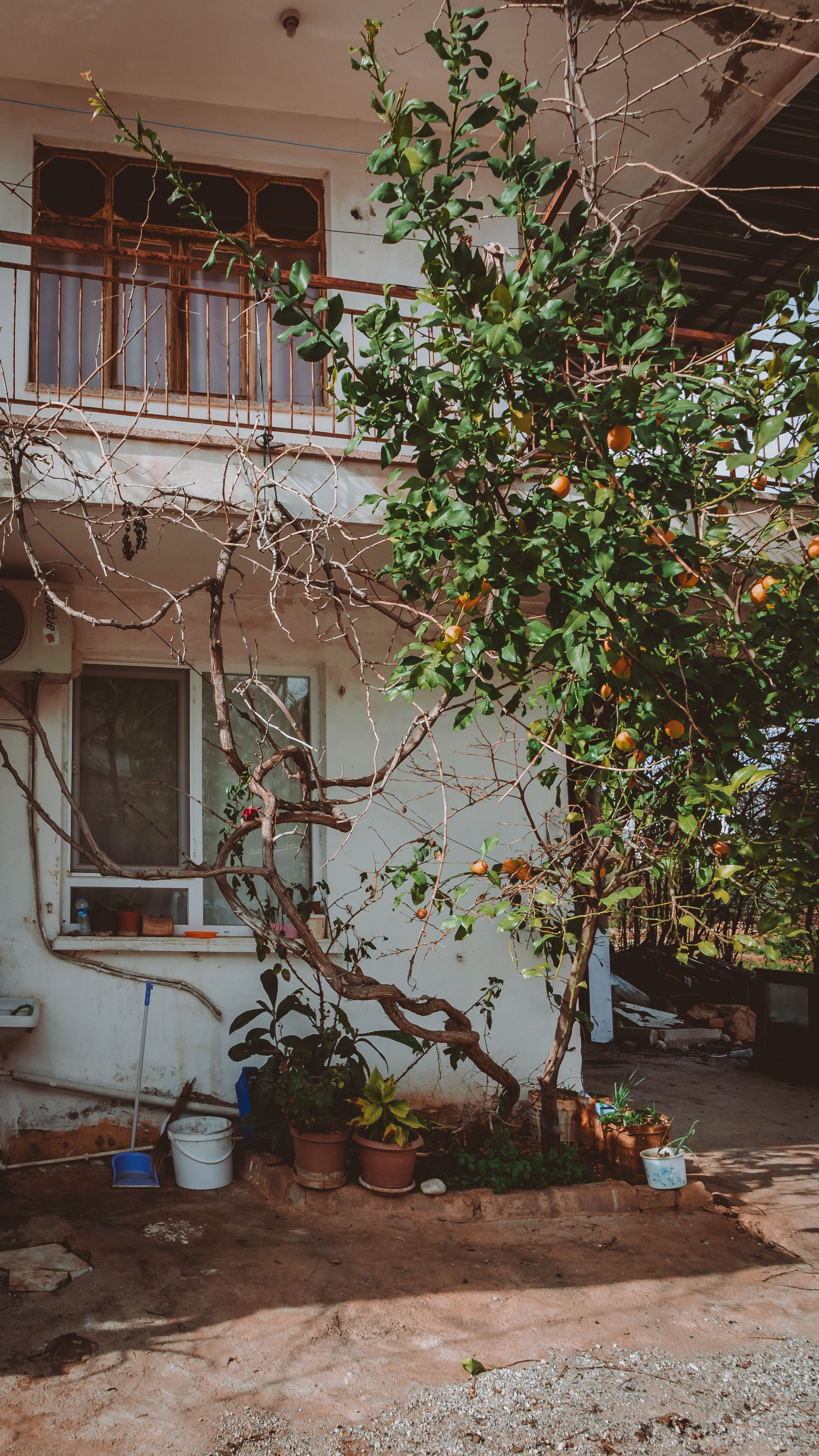 Fruits Yard Photos, Download The BEST Free Fruits Yard Stock Photos ...