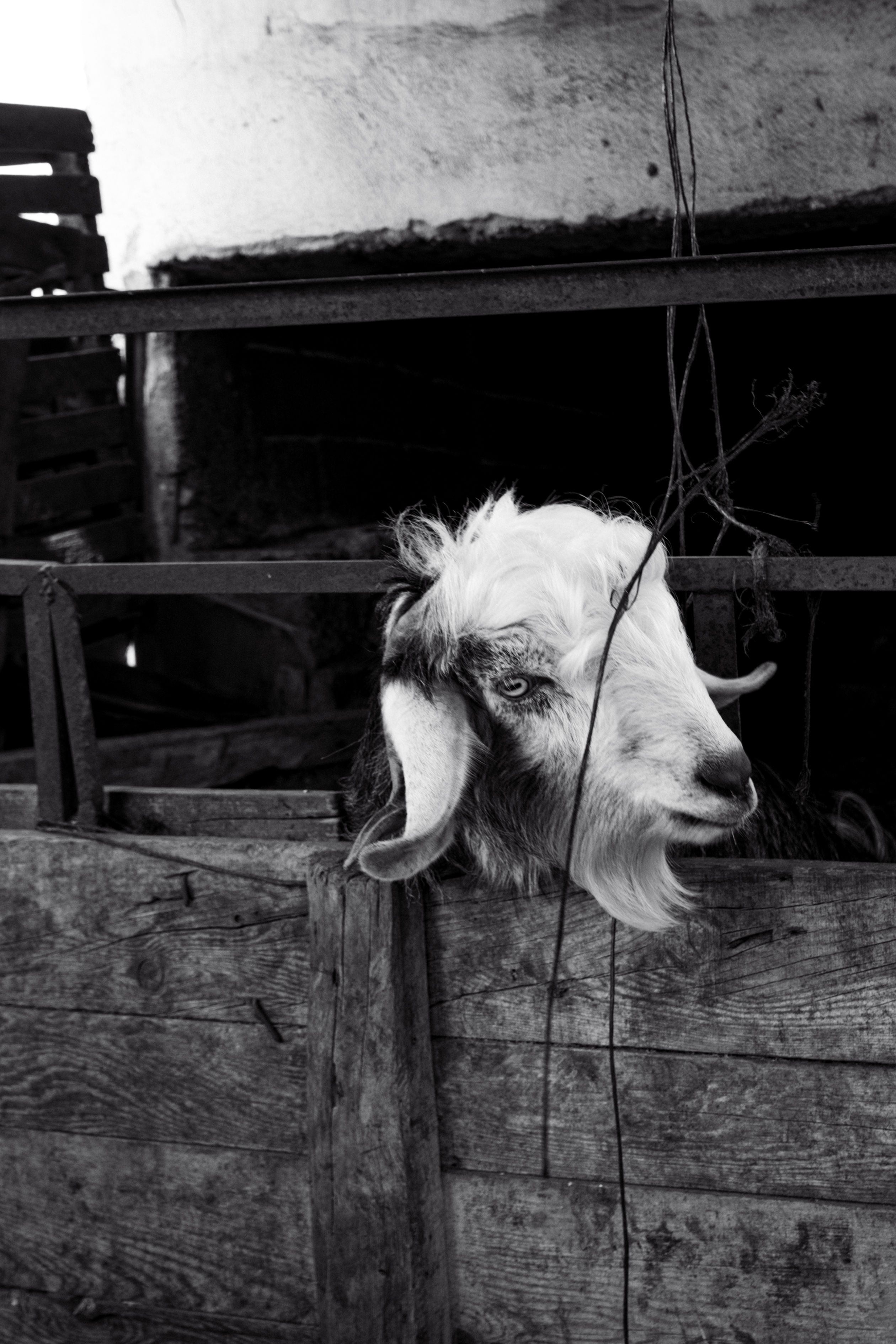 Grayscale Photo of Goats · Free Stock Photo