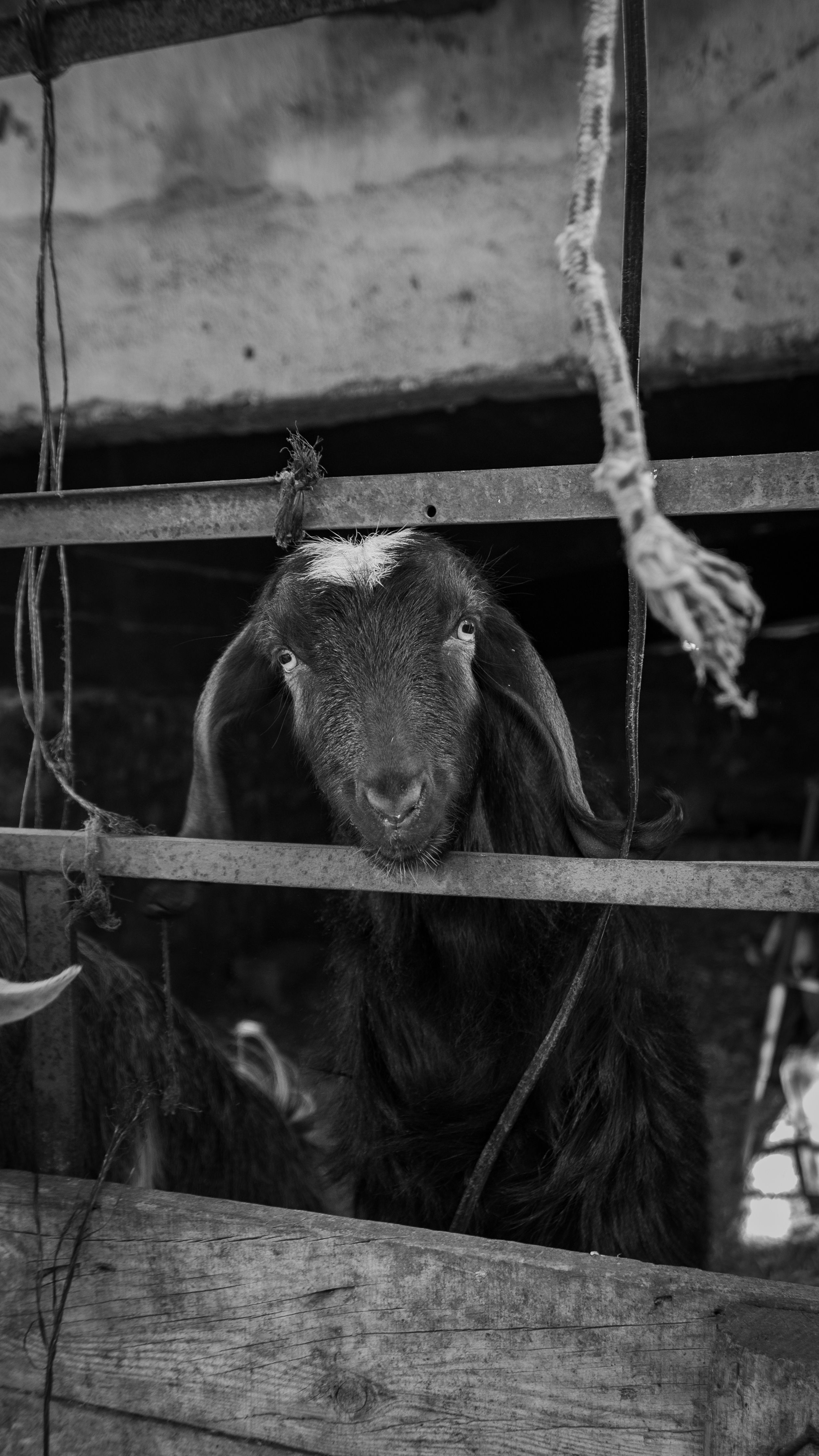 Goat in Barn · Free Stock Photo