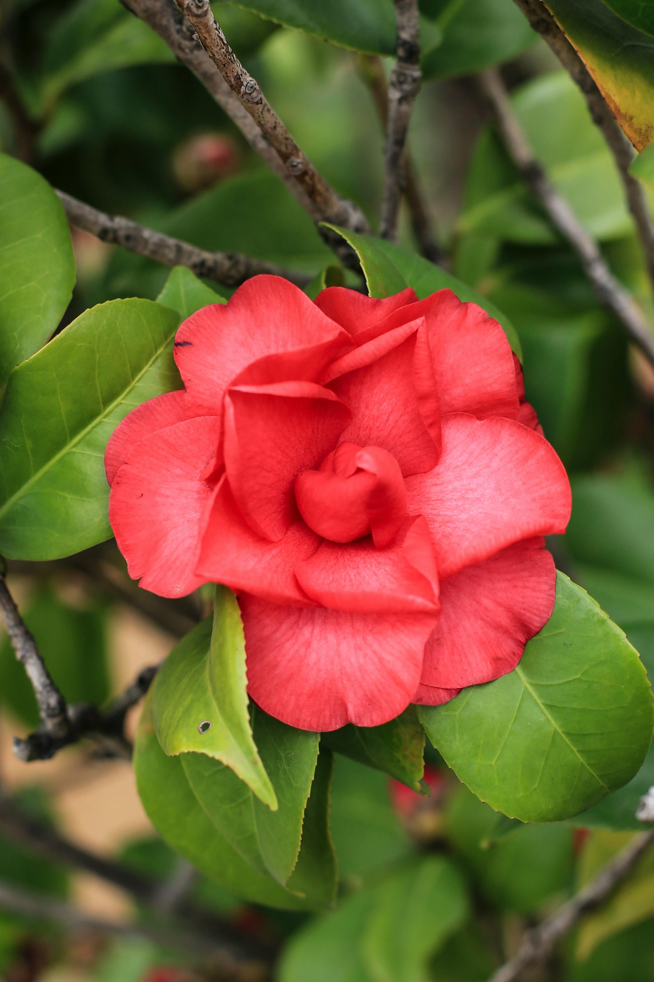 Botanicals Photos, Download The BEST Free Botanicals Stock Photos & HD ...