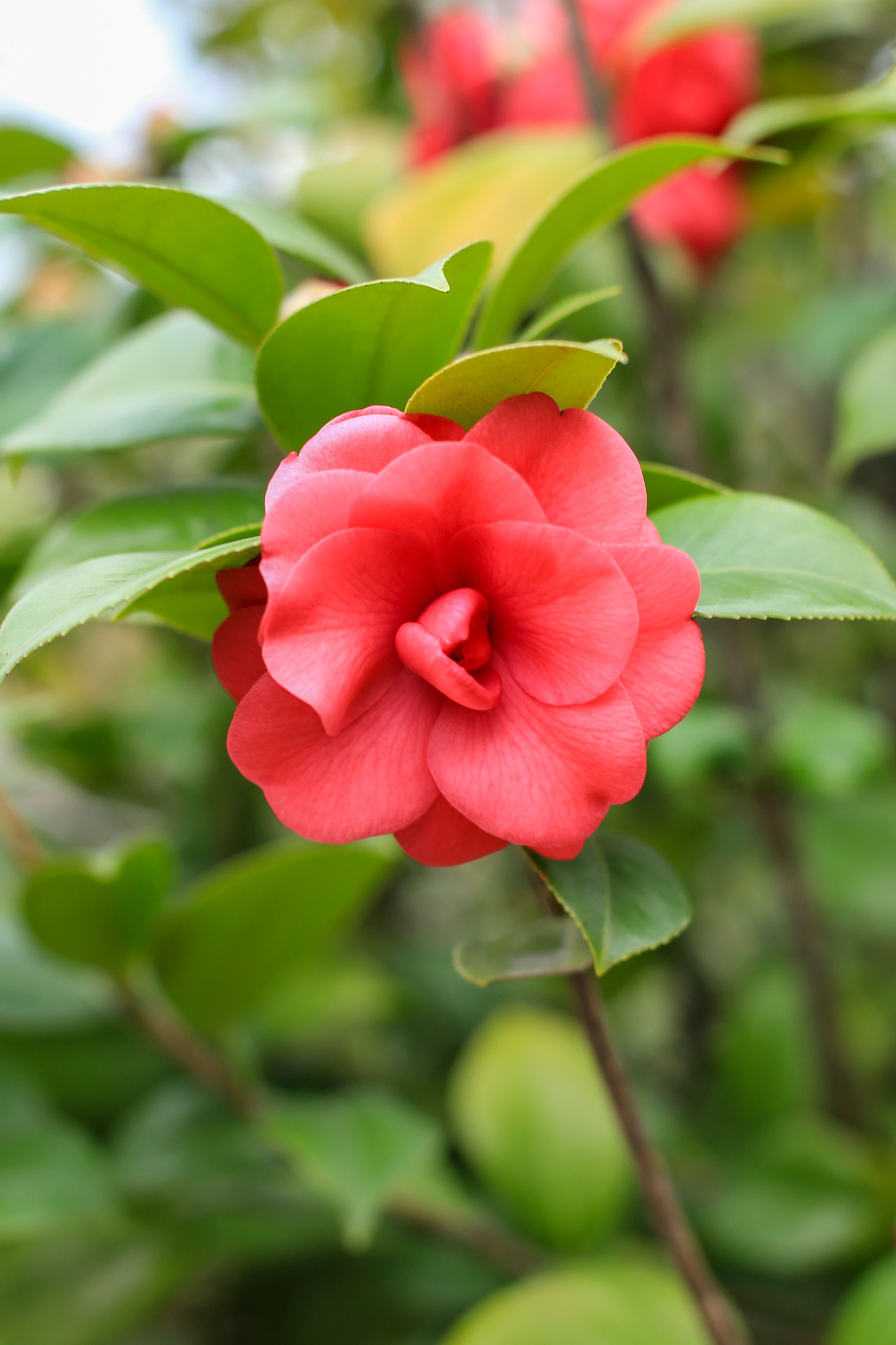 Close-up of Blooming Camellia in Garden · Free Stock Photo