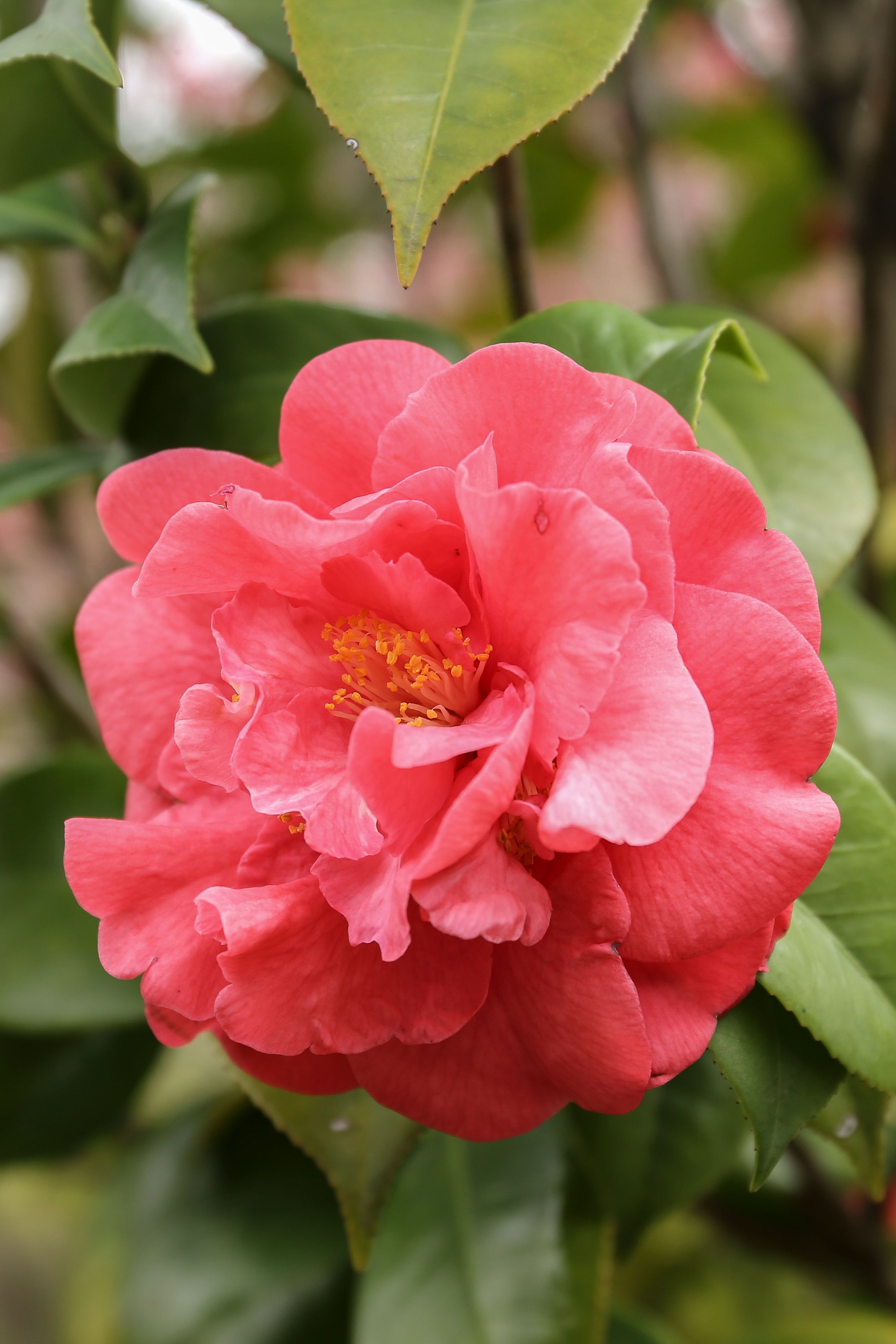 Close-up of Blooming Flower in Nature · Free Stock Photo