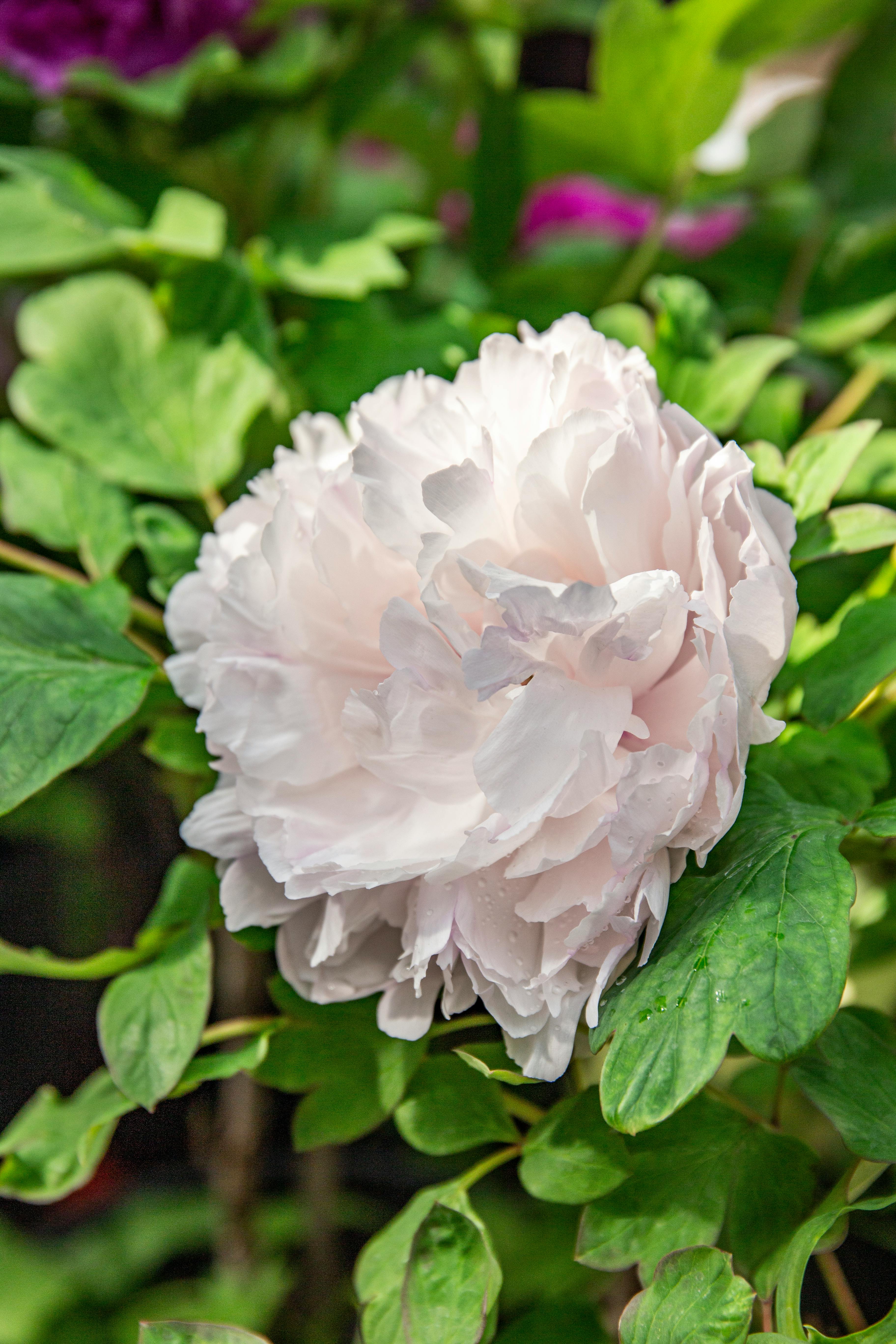 Blooming White Peony · Free Stock Photo