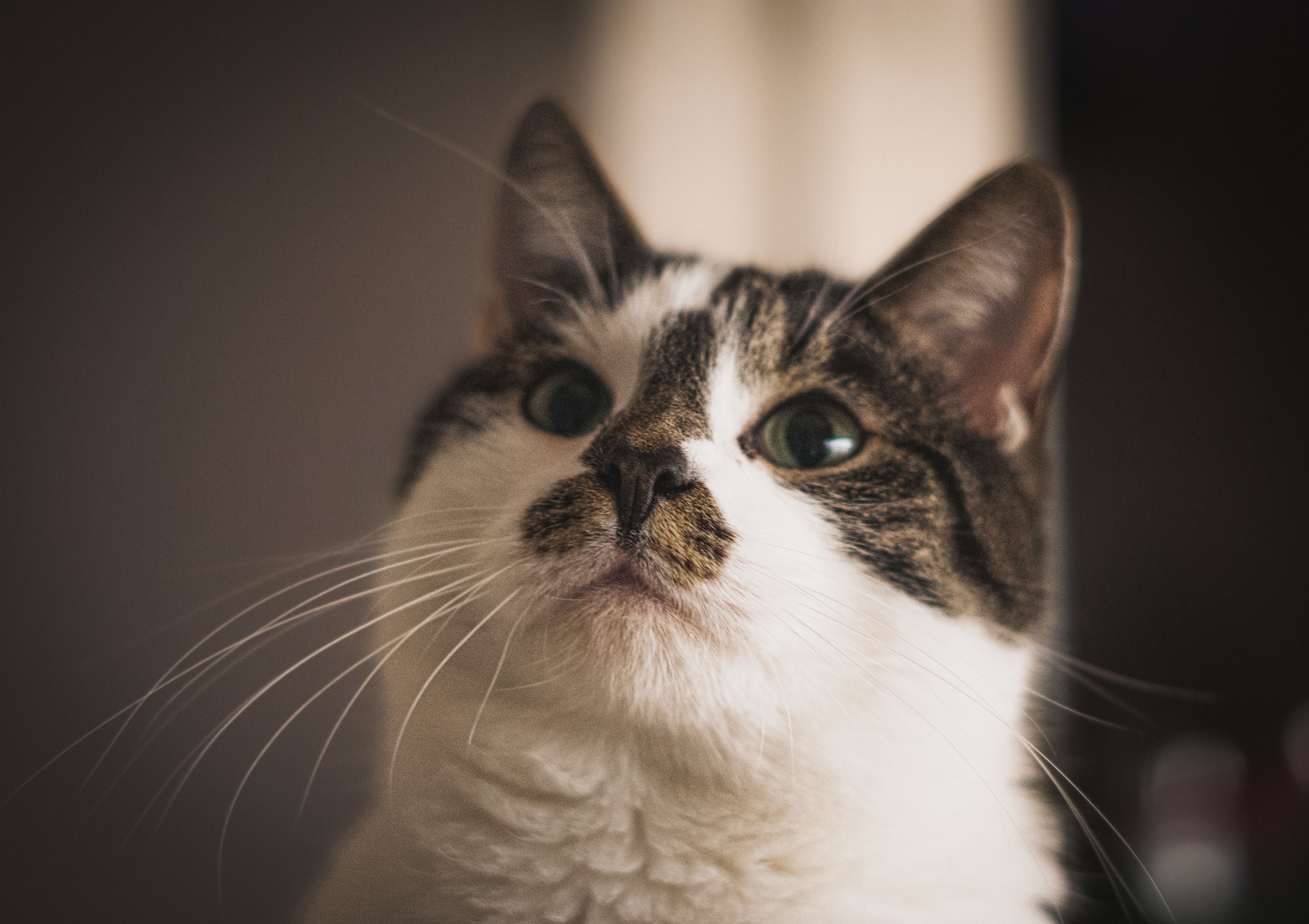 Selective Focus Photography Of White Cat · Free Stock Photo