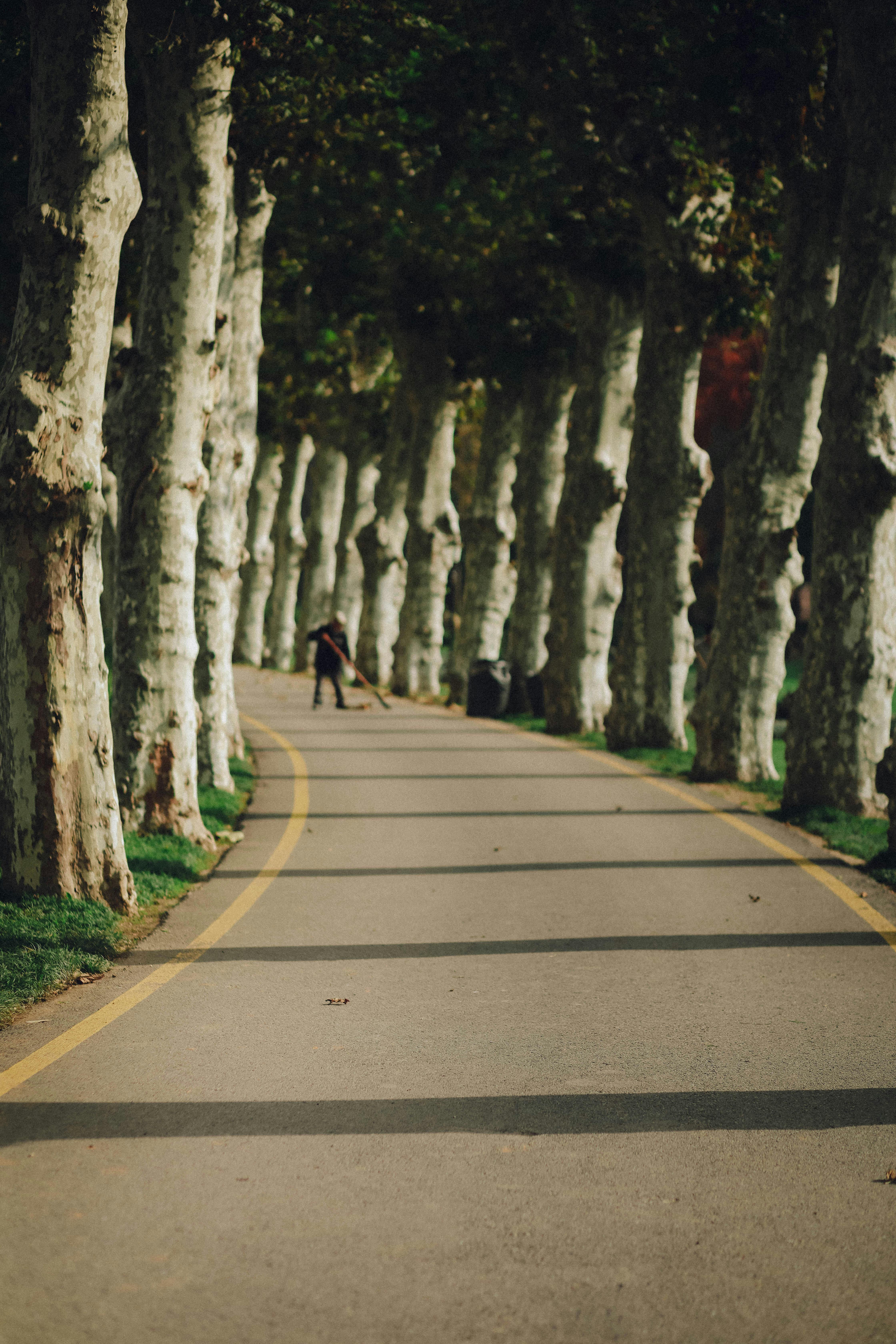 Asphalt Pavement Among Trees · Free Stock Photo