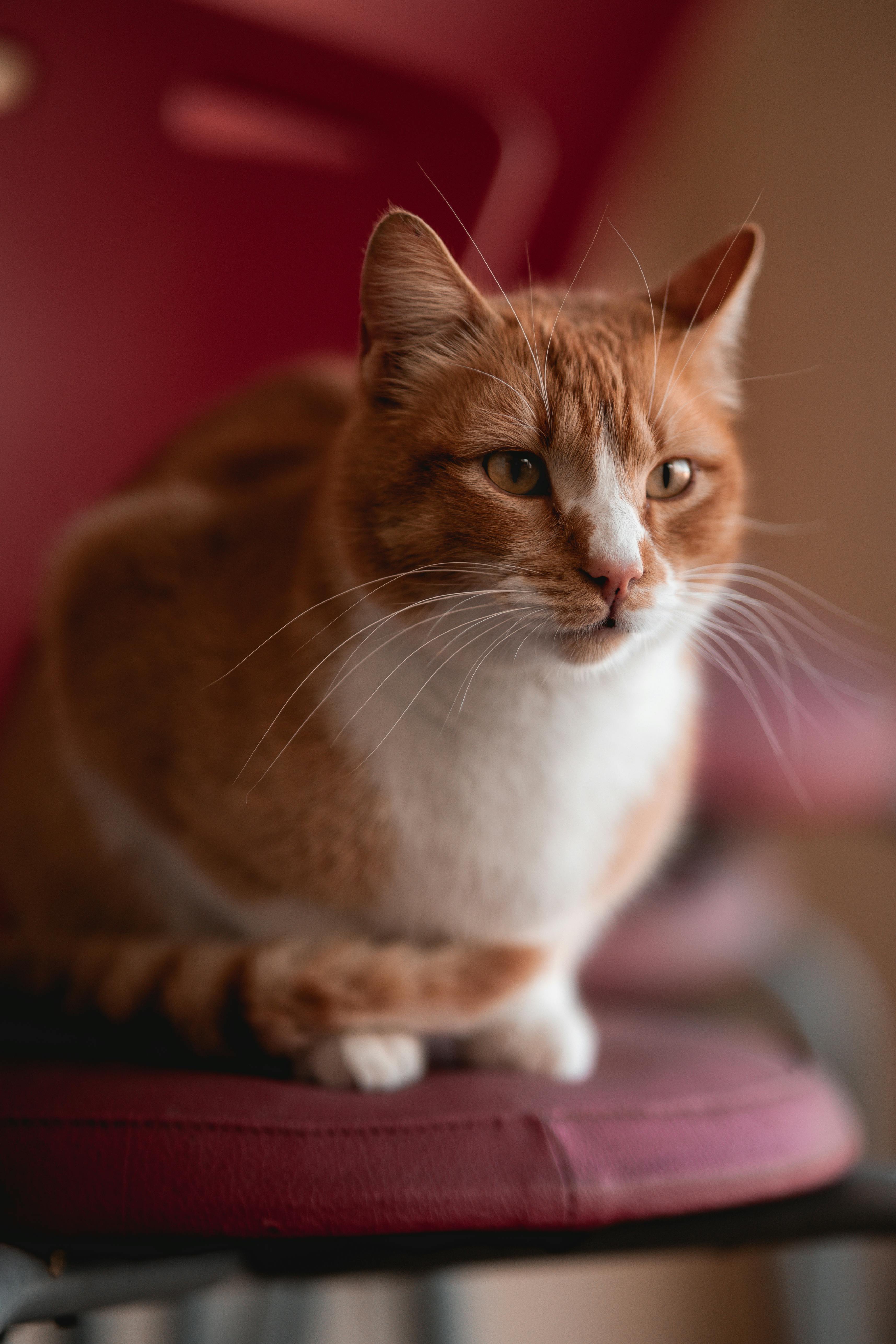 Close-up of a Ginger Cat Tail Hanging · Free Stock Photo