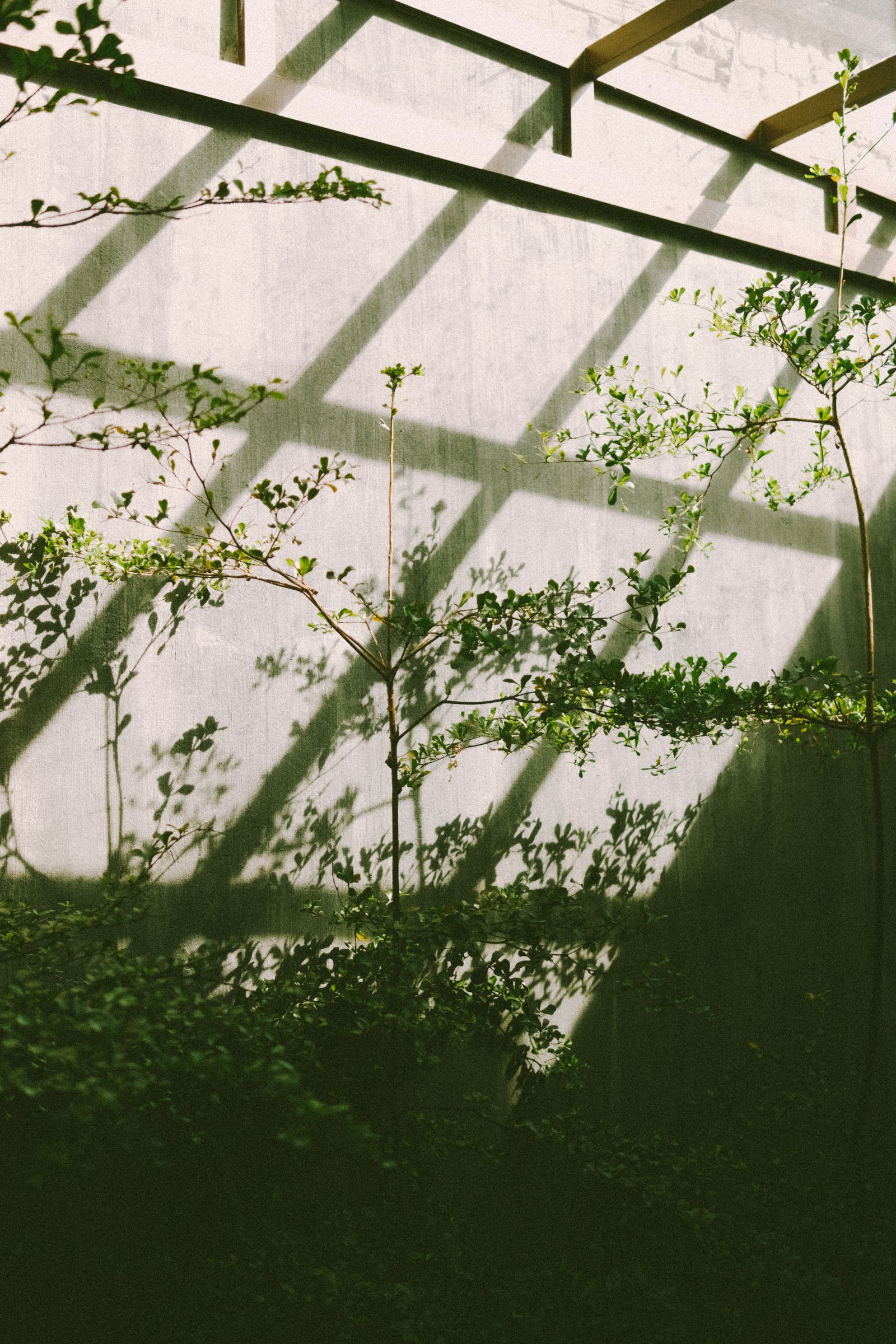 Plants Window Photos, Download The BEST Free Plants Window Stock Photos ...