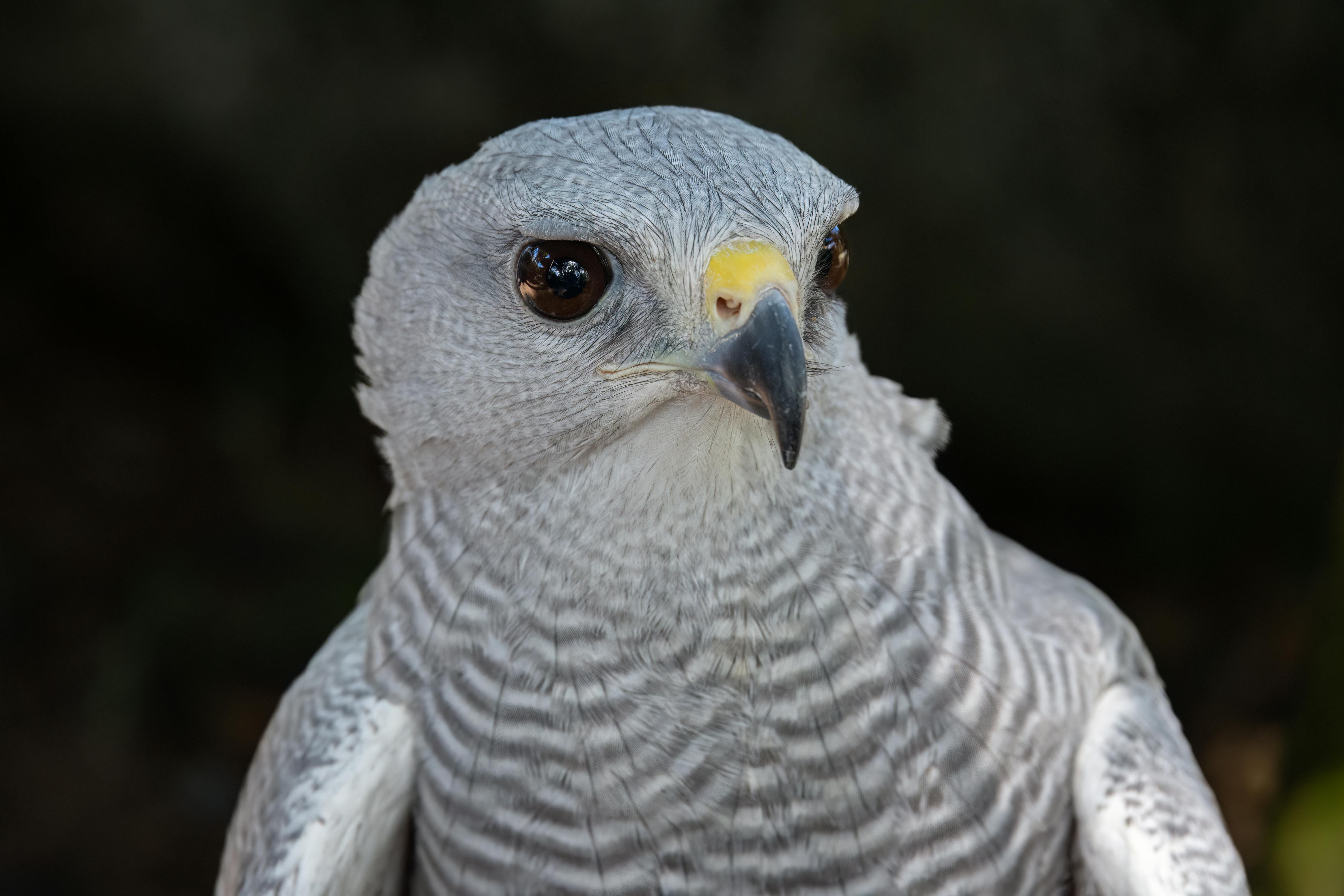 Brown Hawk on Focus Photo · Free Stock Photo