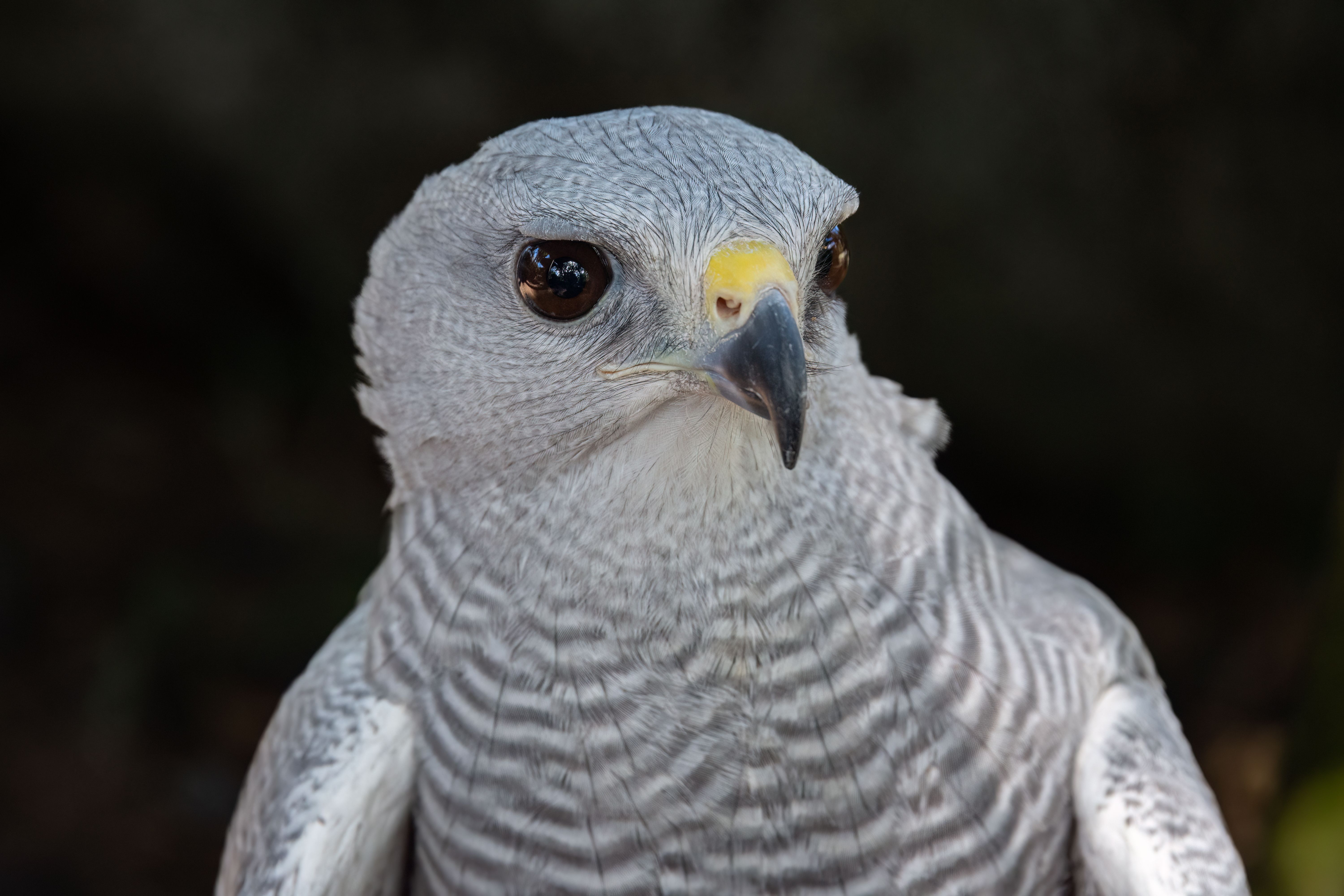 Hawk Line Photos, Download The BEST Free Hawk Line Stock Photos & HD Images