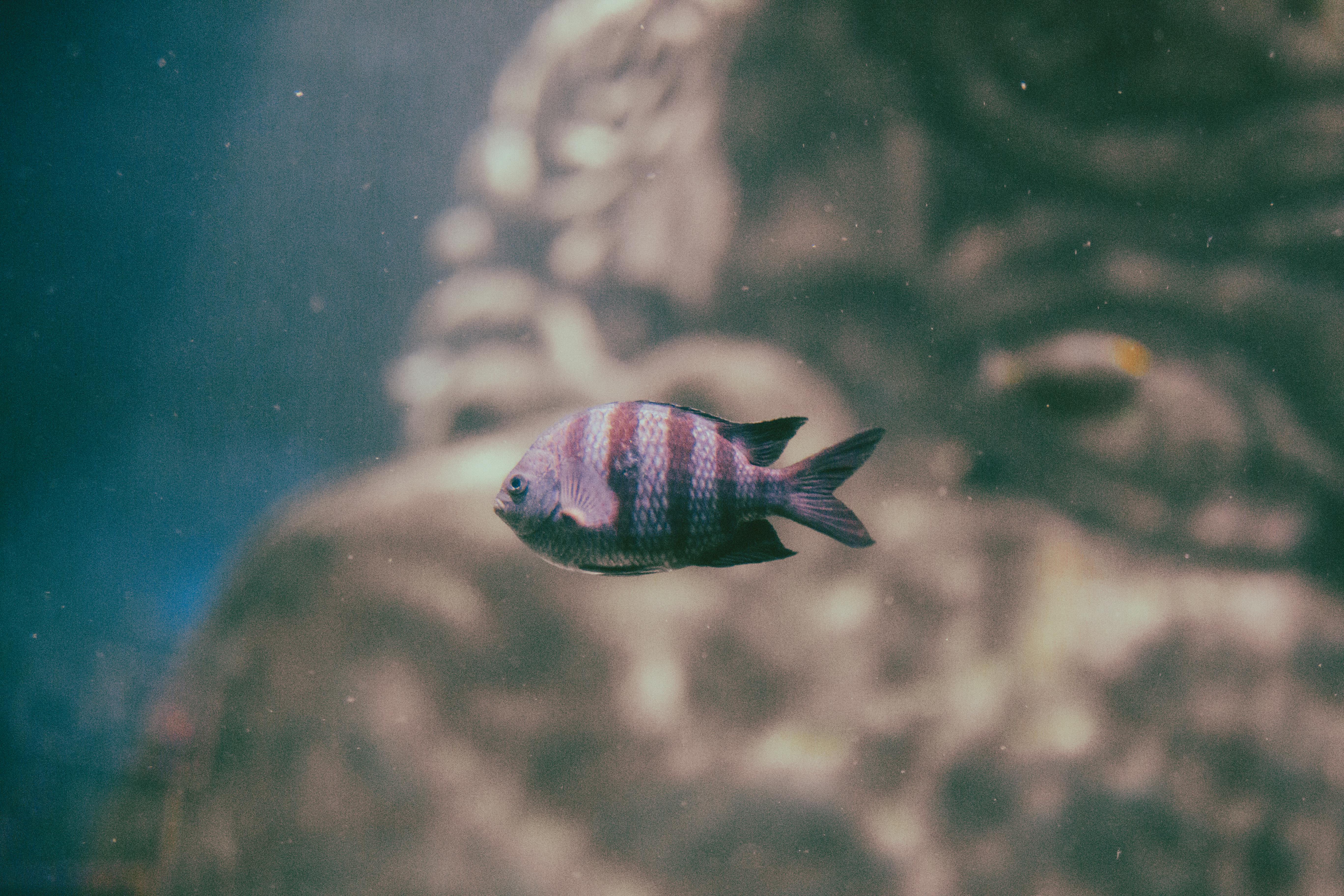 Exotic Fish Swimming Underwater · Free Stock Photo