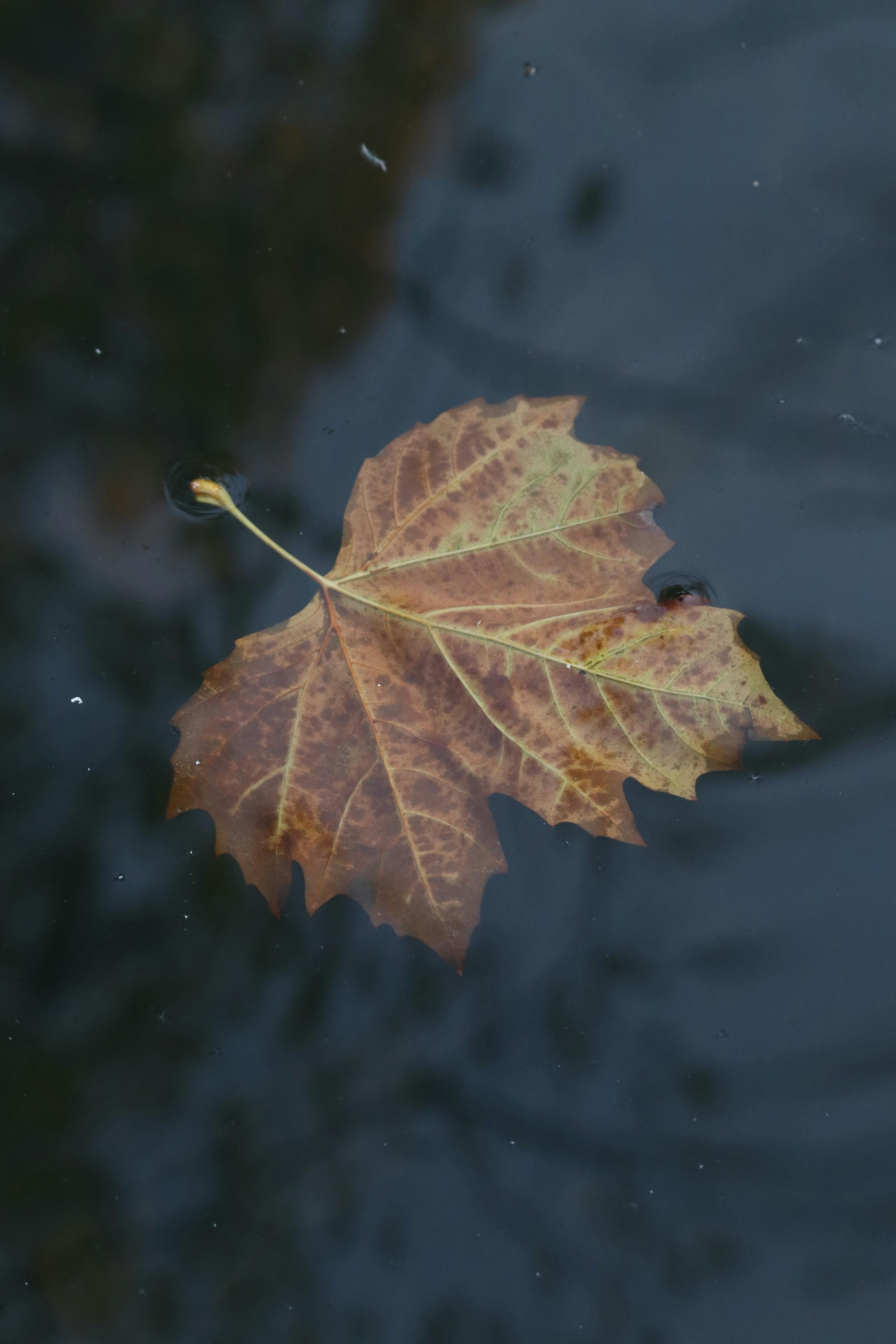 Fall Leaf Pictures In Floating Water