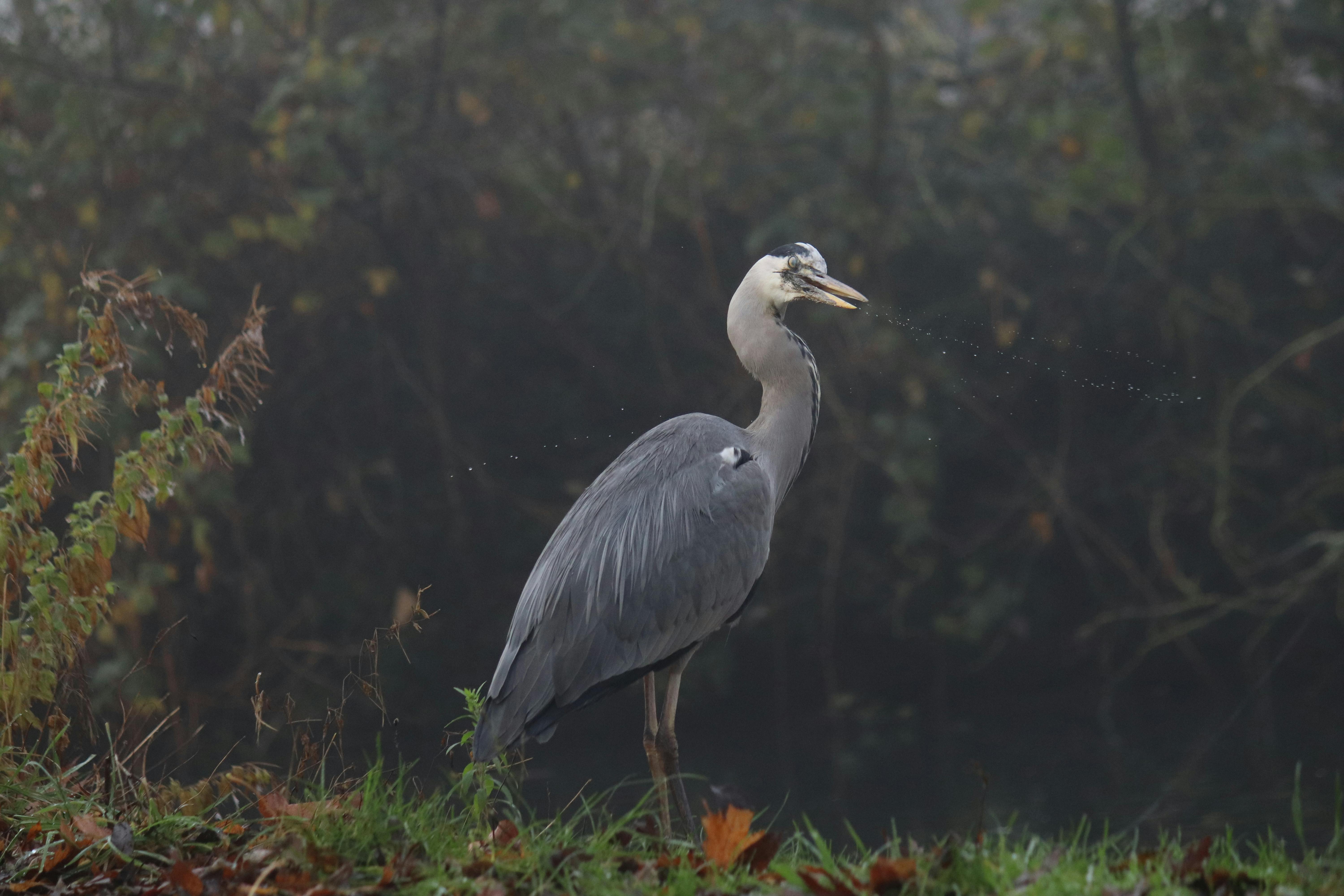 Wild Turkey Bird · Free Stock Photo