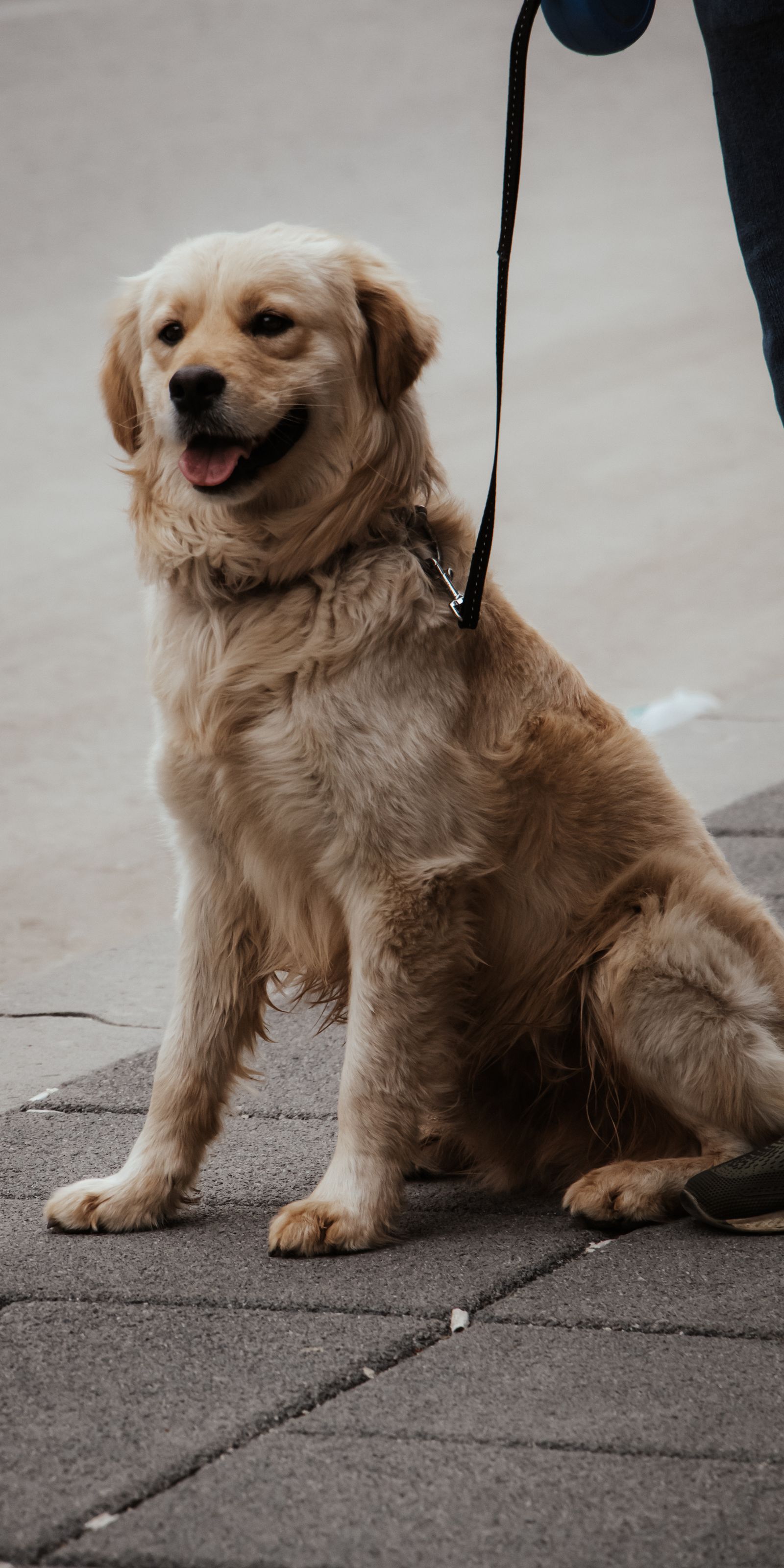 4k Golden Retriever Photos, Download The BEST Free 4k Golden Retriever ...