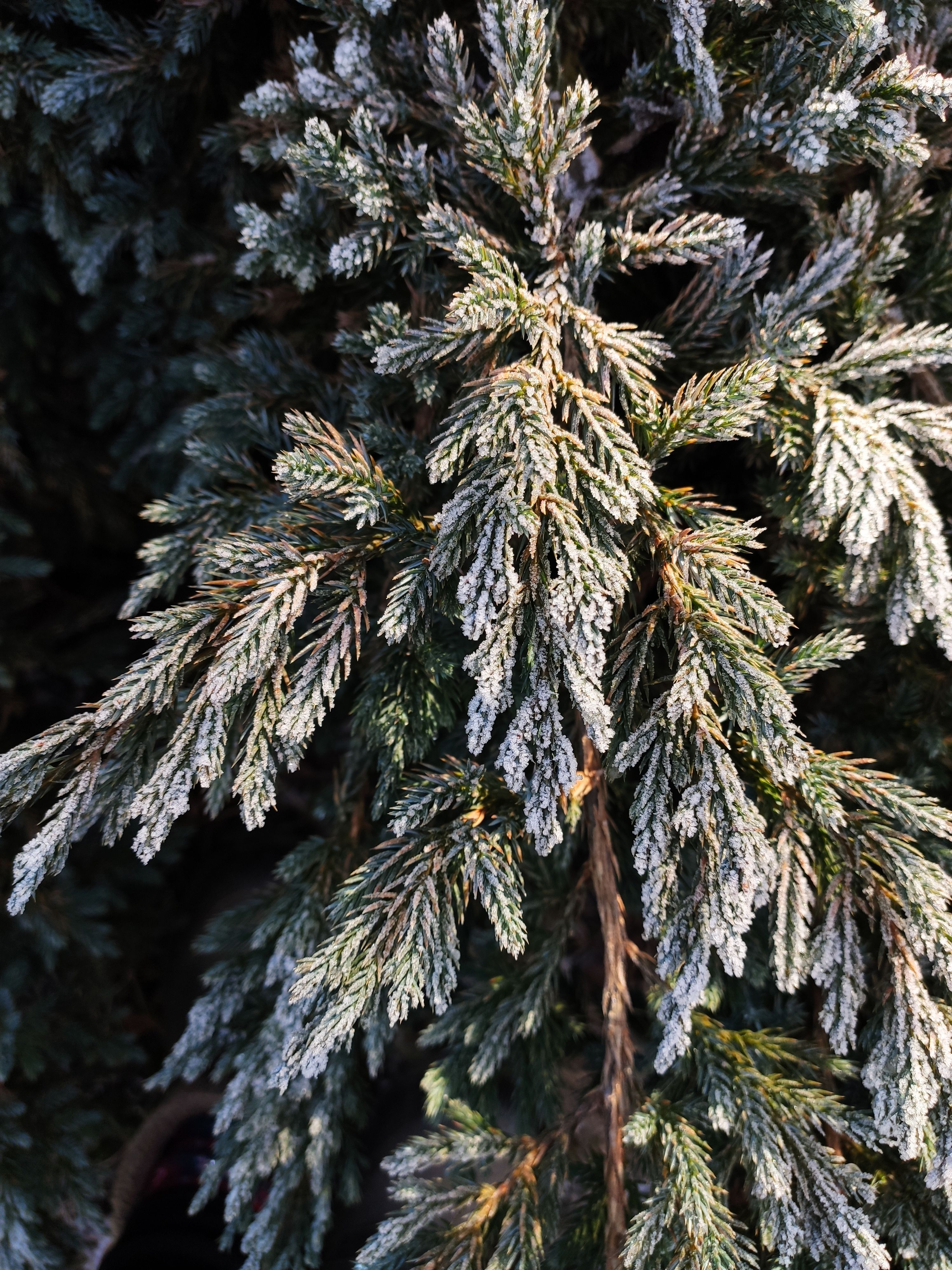 Frost on Conifer Tree · Free Stock Photo
