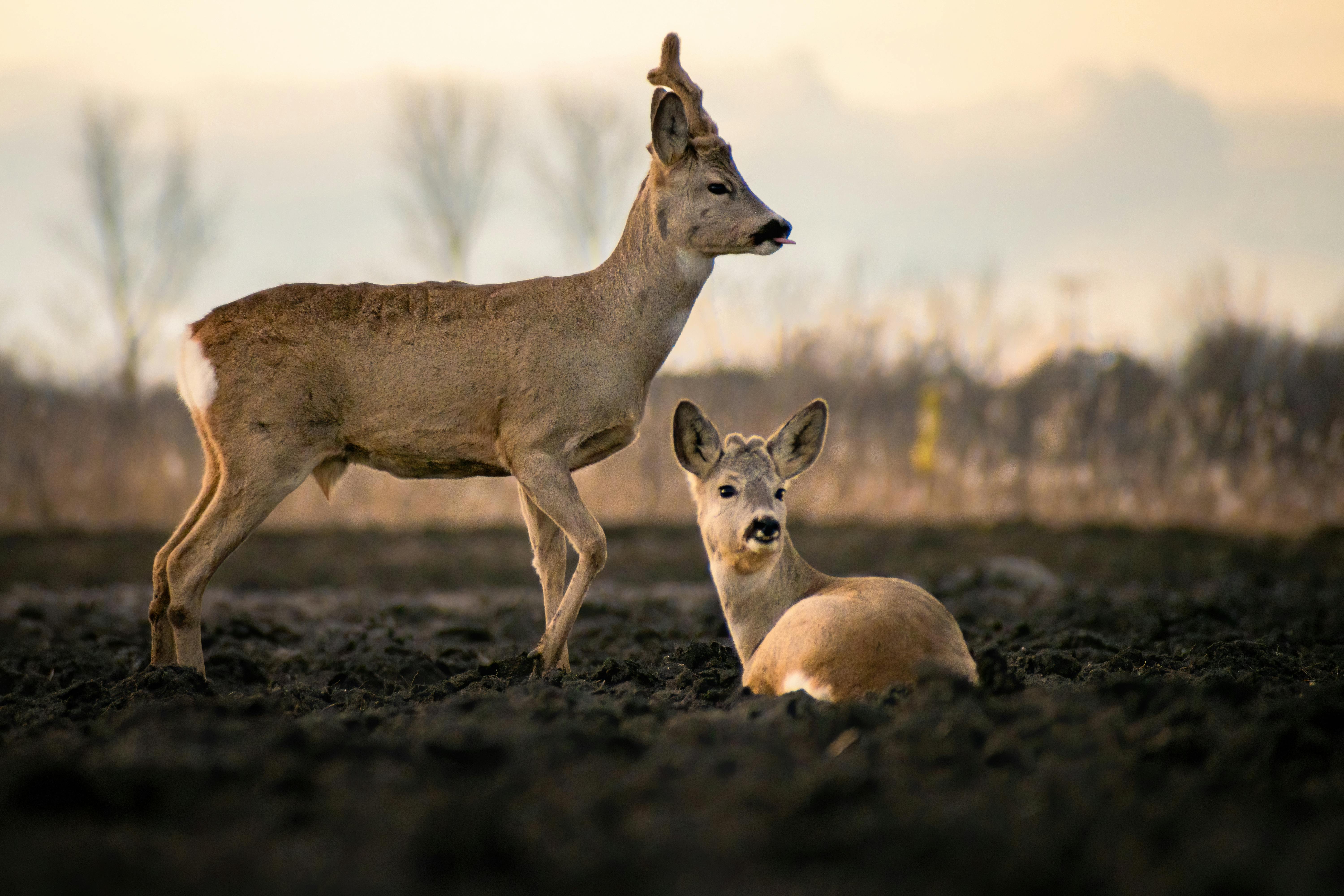 Doe and Stag in Field · Free Stock Photo