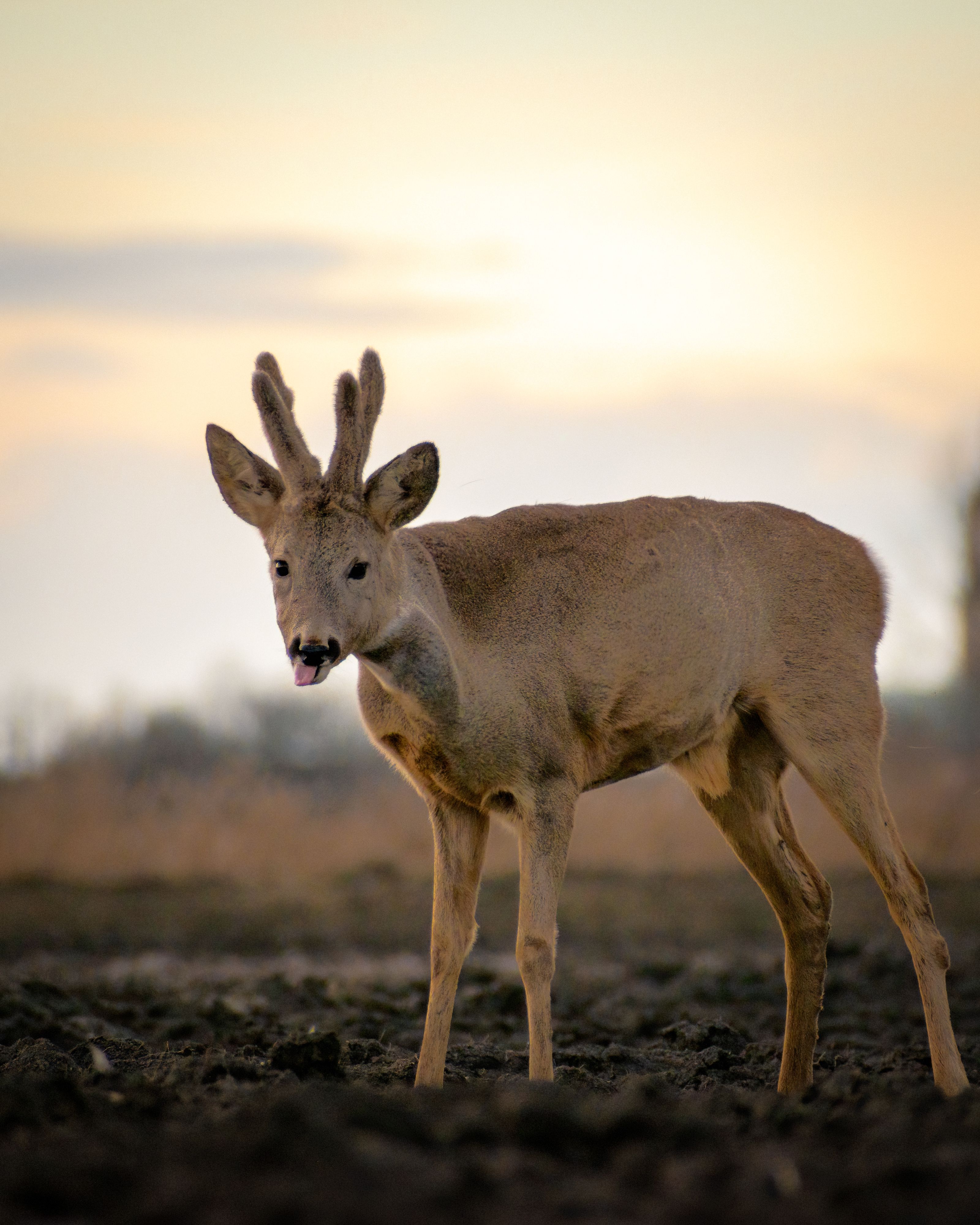 Deer Standing in the Field at Dusk · Free Stock Photo