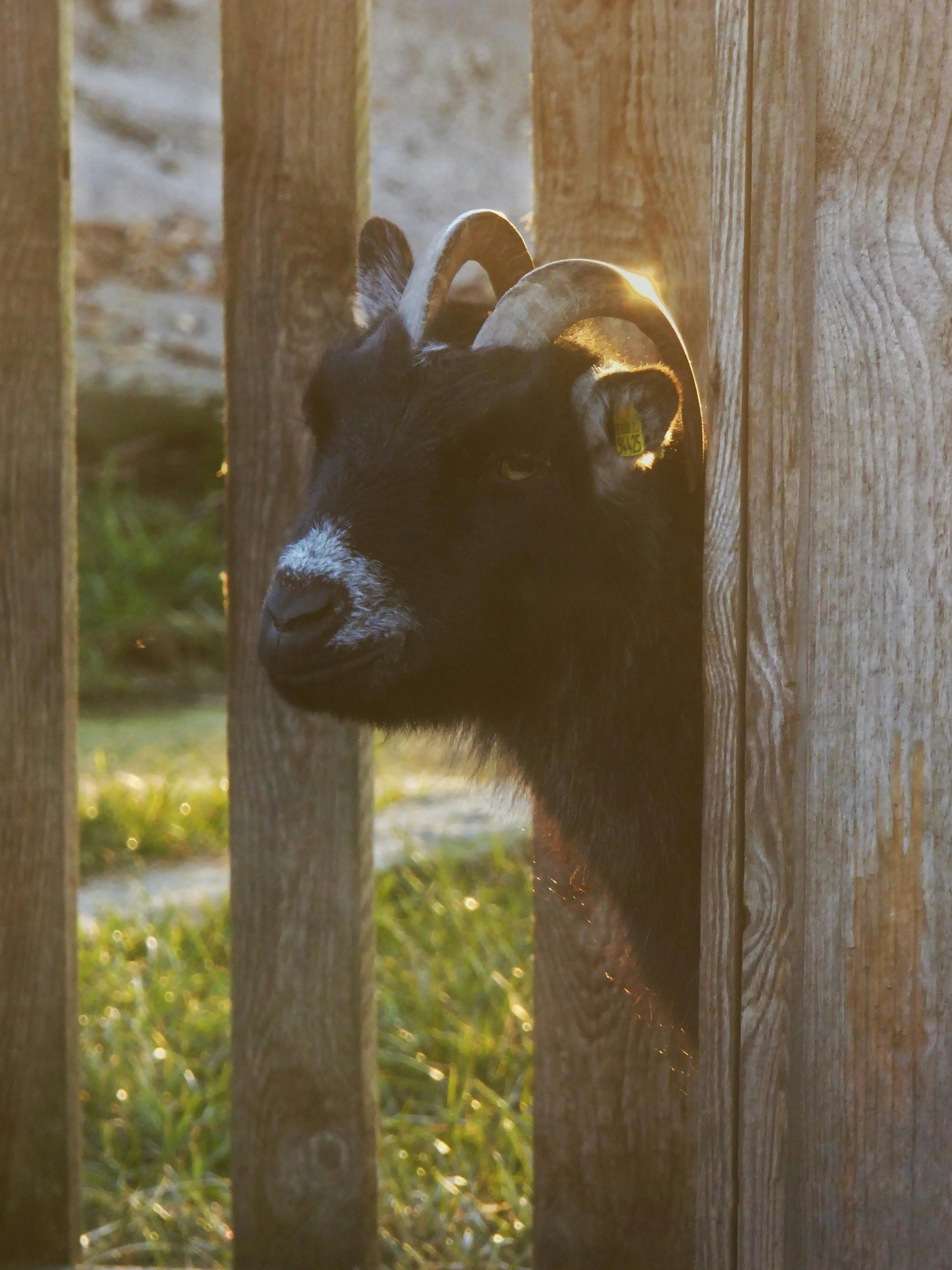 Portrait of Goat · Free Stock Photo