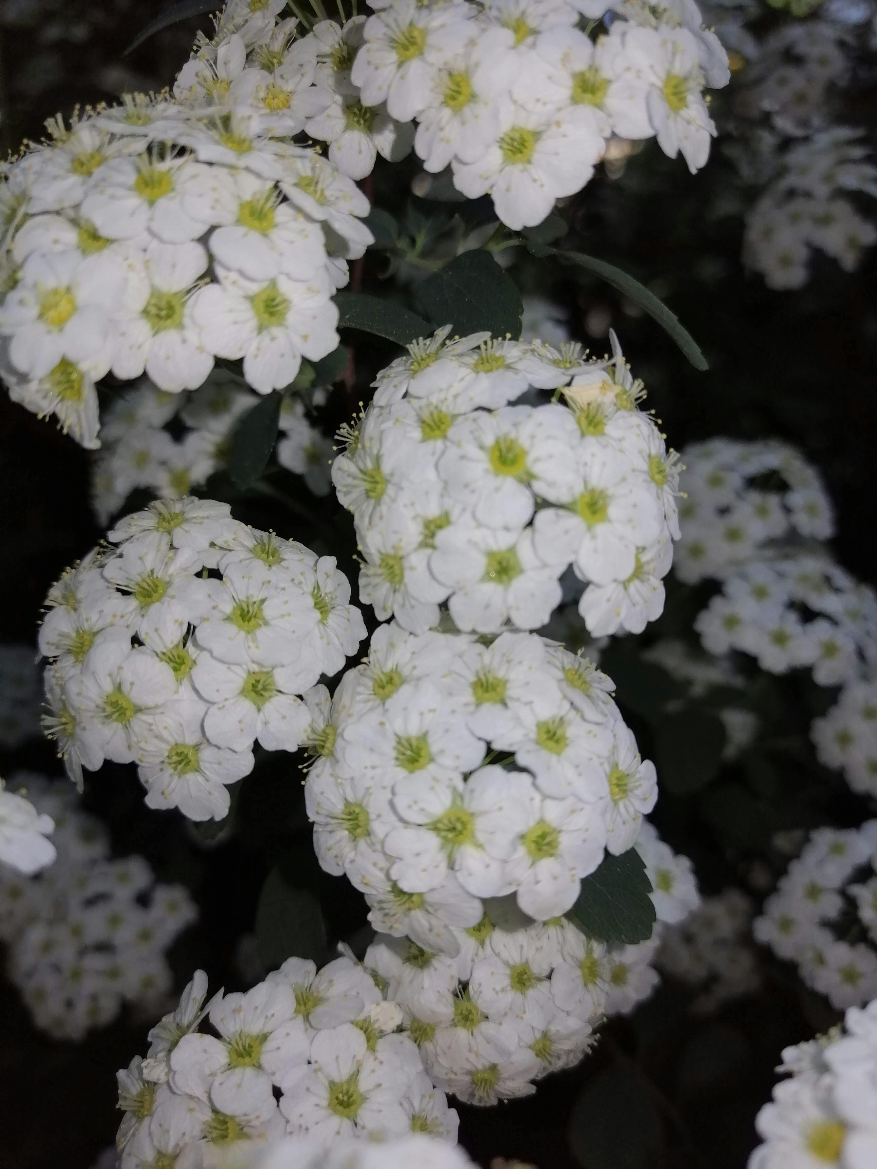 White In Nature Photos, Download The BEST Free White In Nature Stock ...