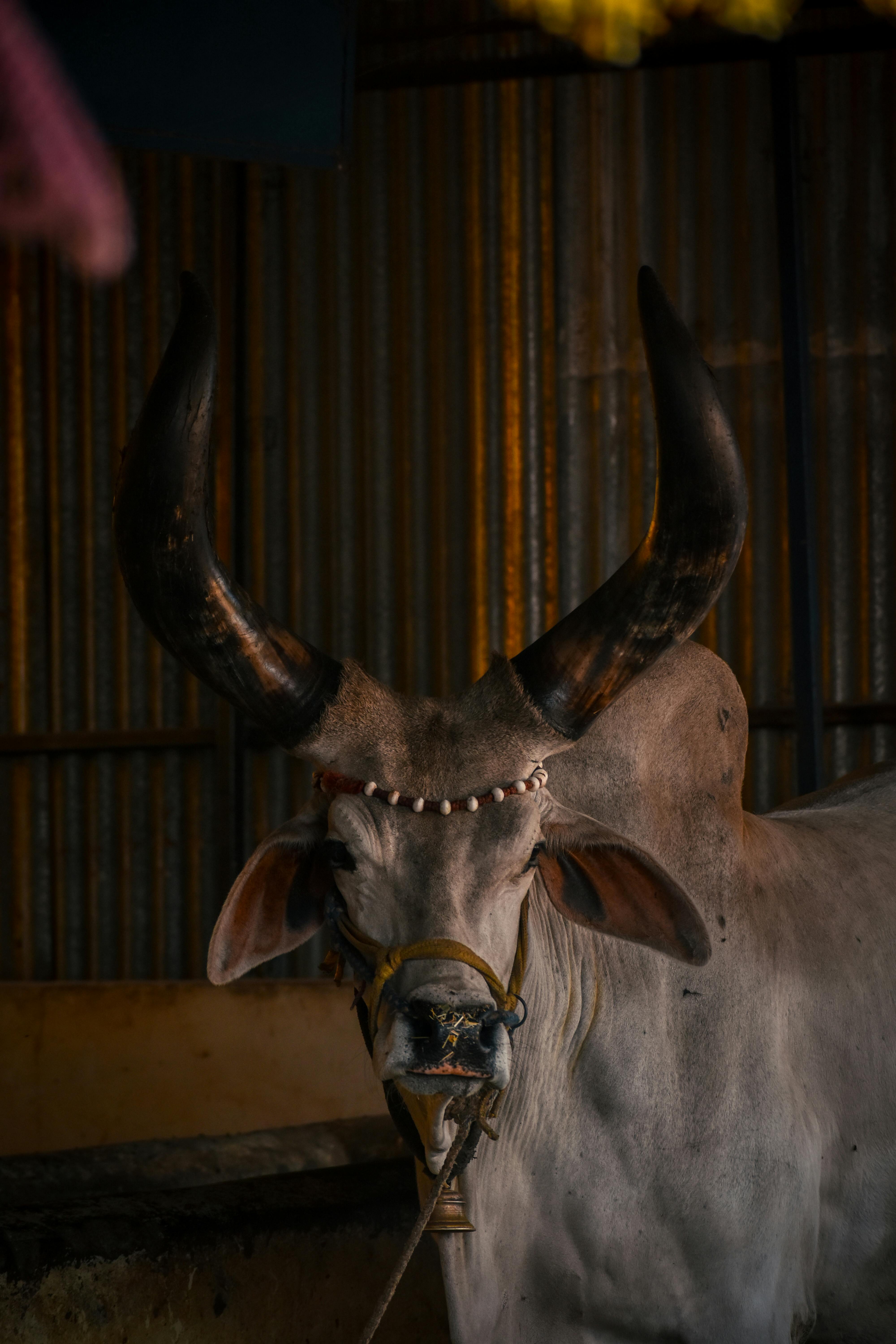 Ox with a Bell · Free Stock Photo