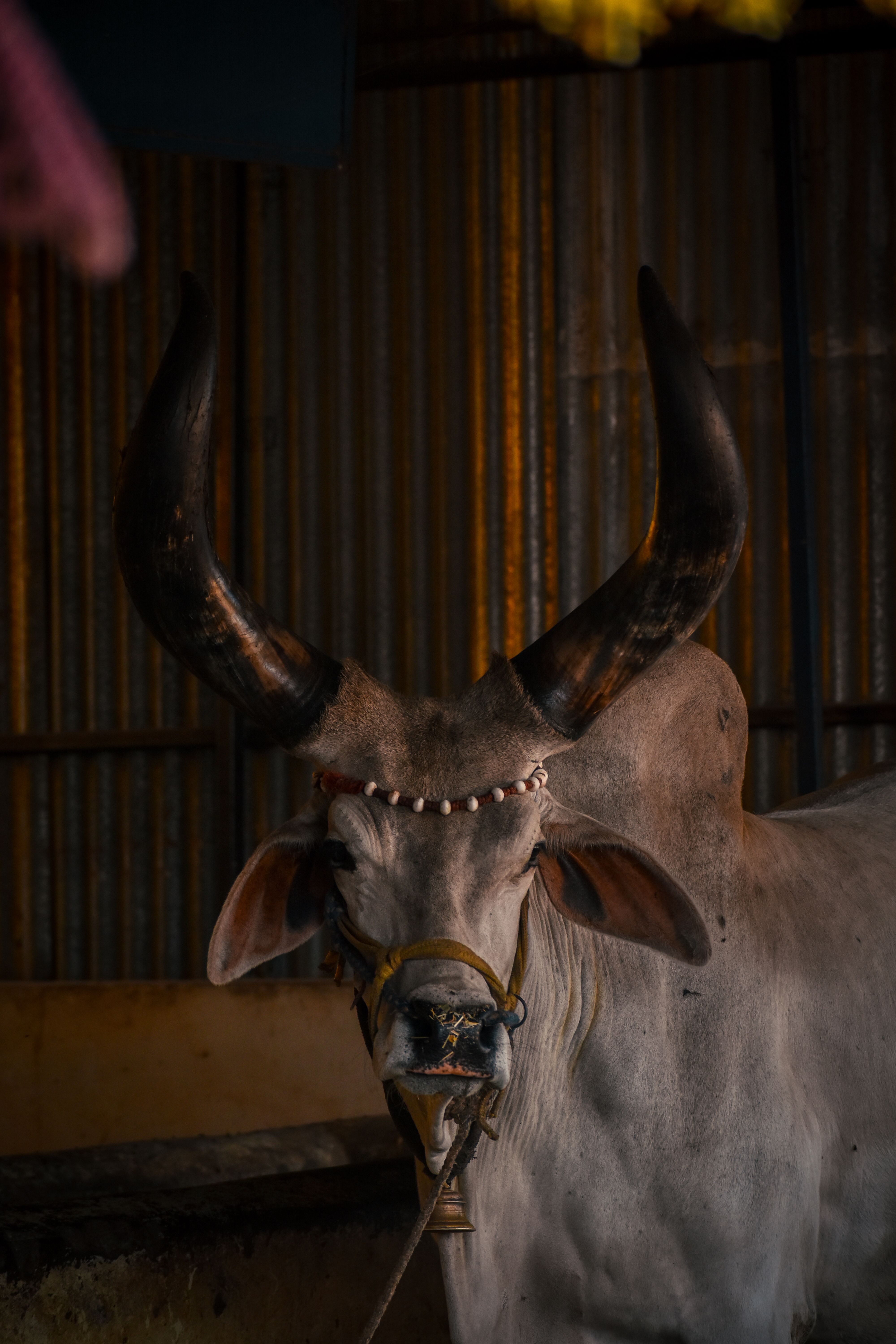 Ox with a Bell · Free Stock Photo