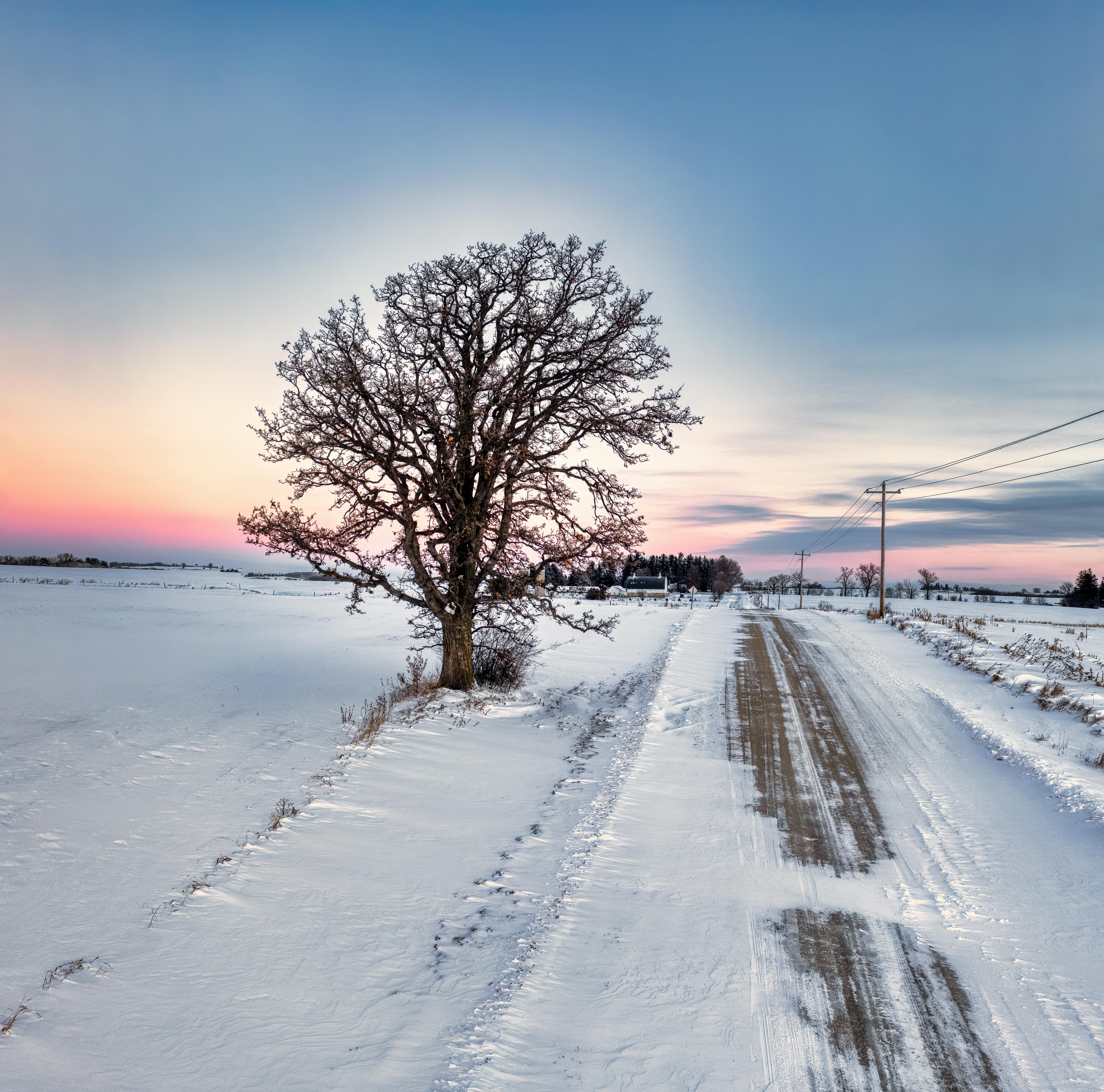 Tree near Road in Snow at Sunset · Free Stock Photo