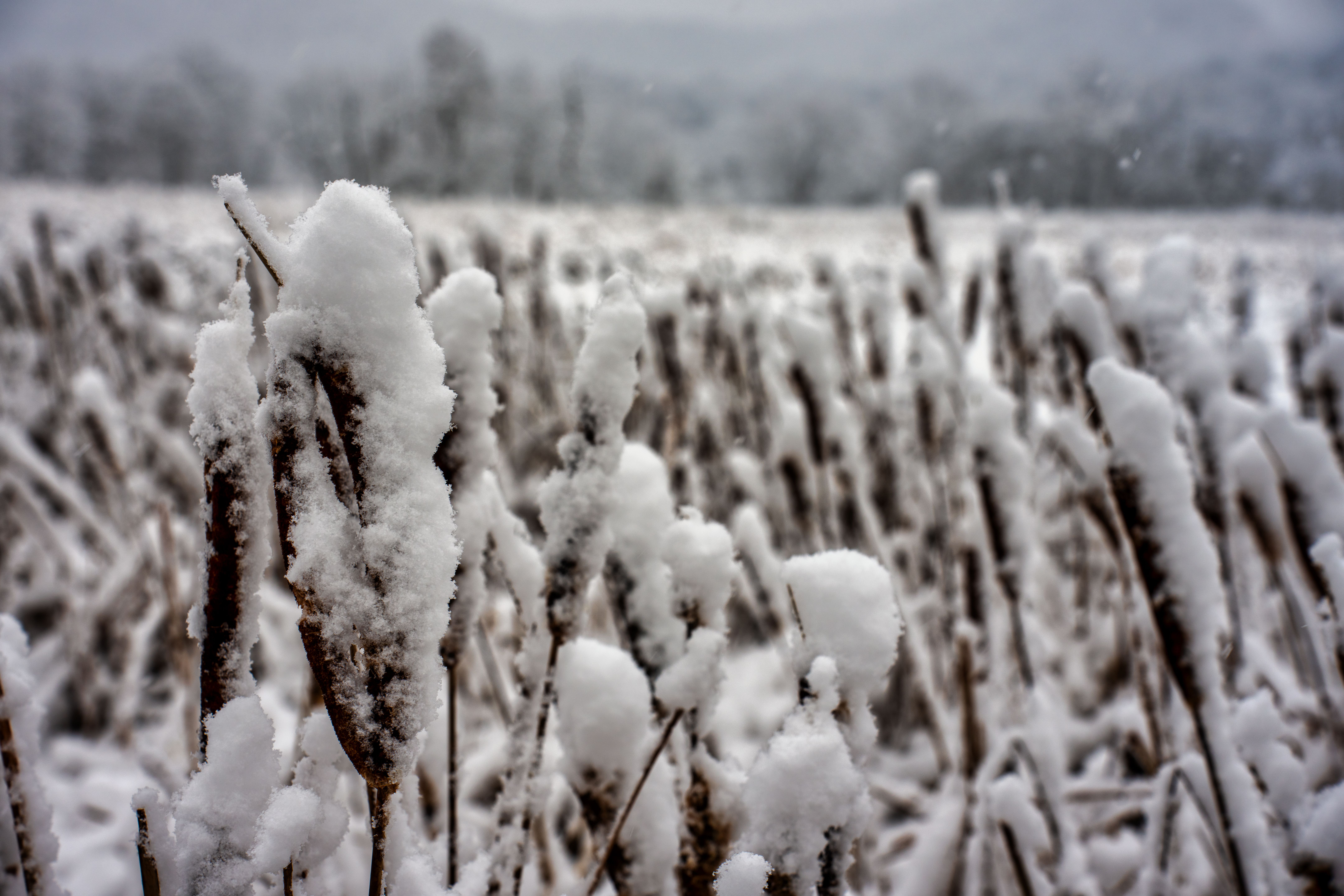 Snow on Plants · Free Stock Photo