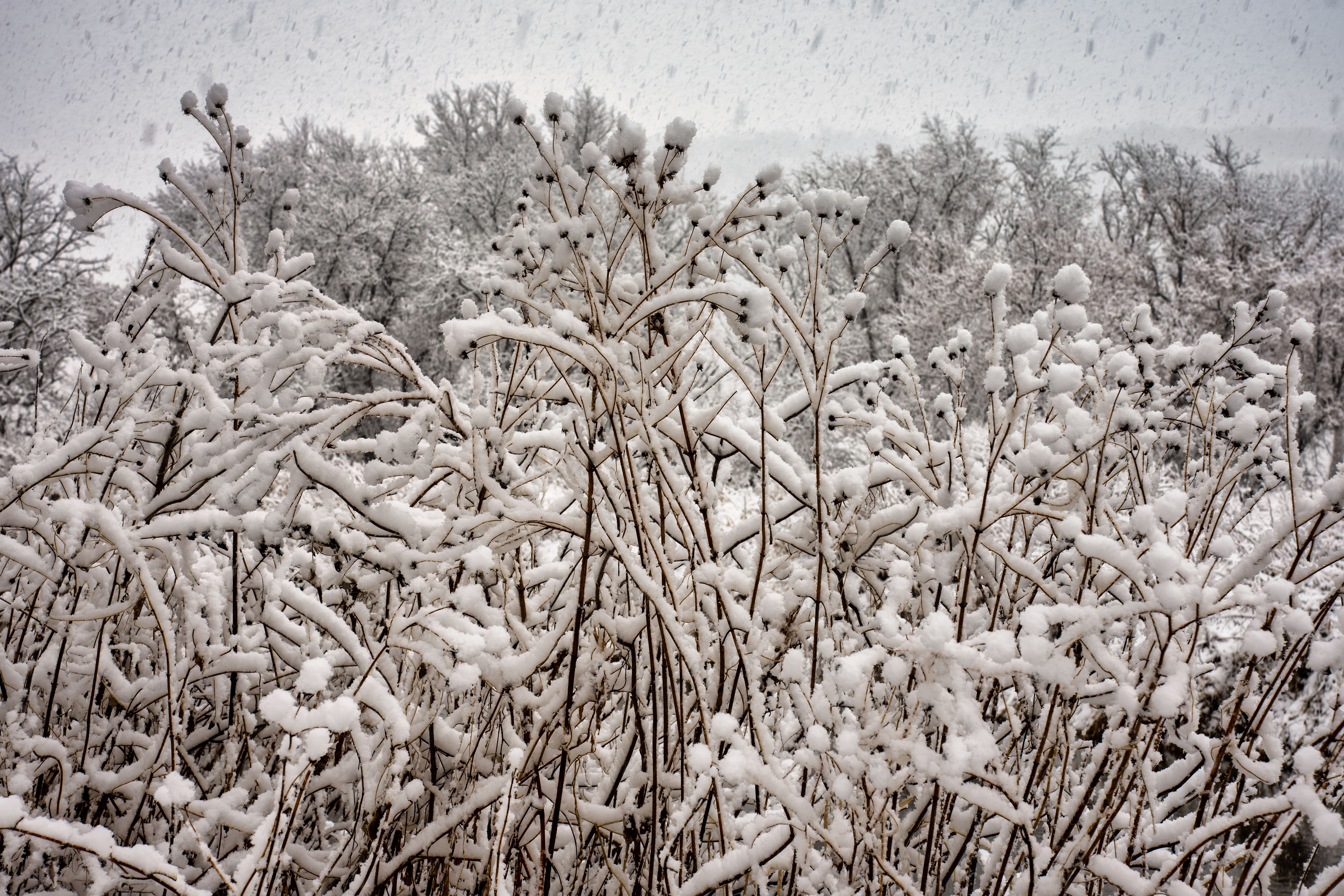 Bushes in Snow in Winter Nature · Free Stock Photo