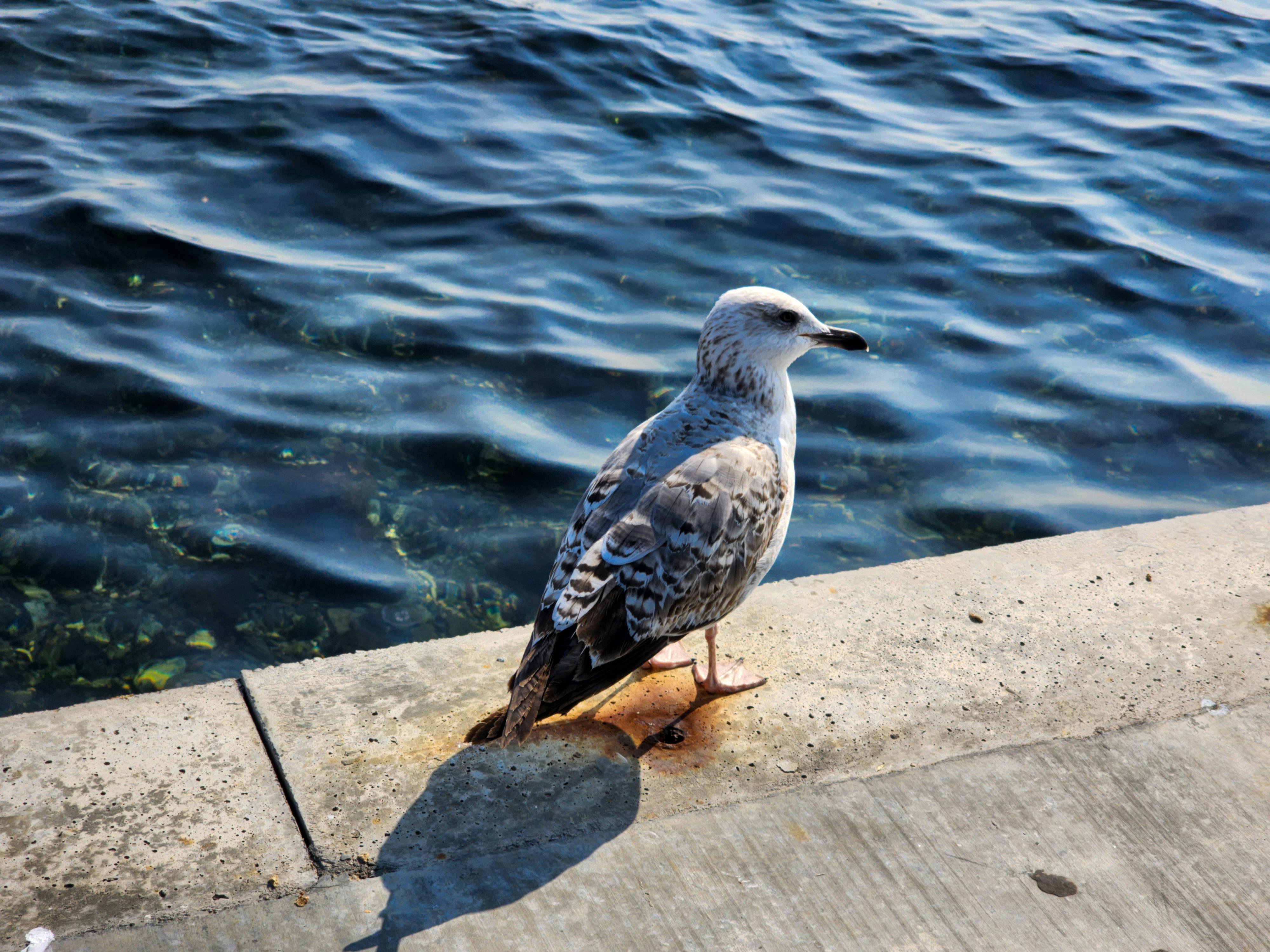 Photo of a Seagull on the Coast · Free Stock Photo