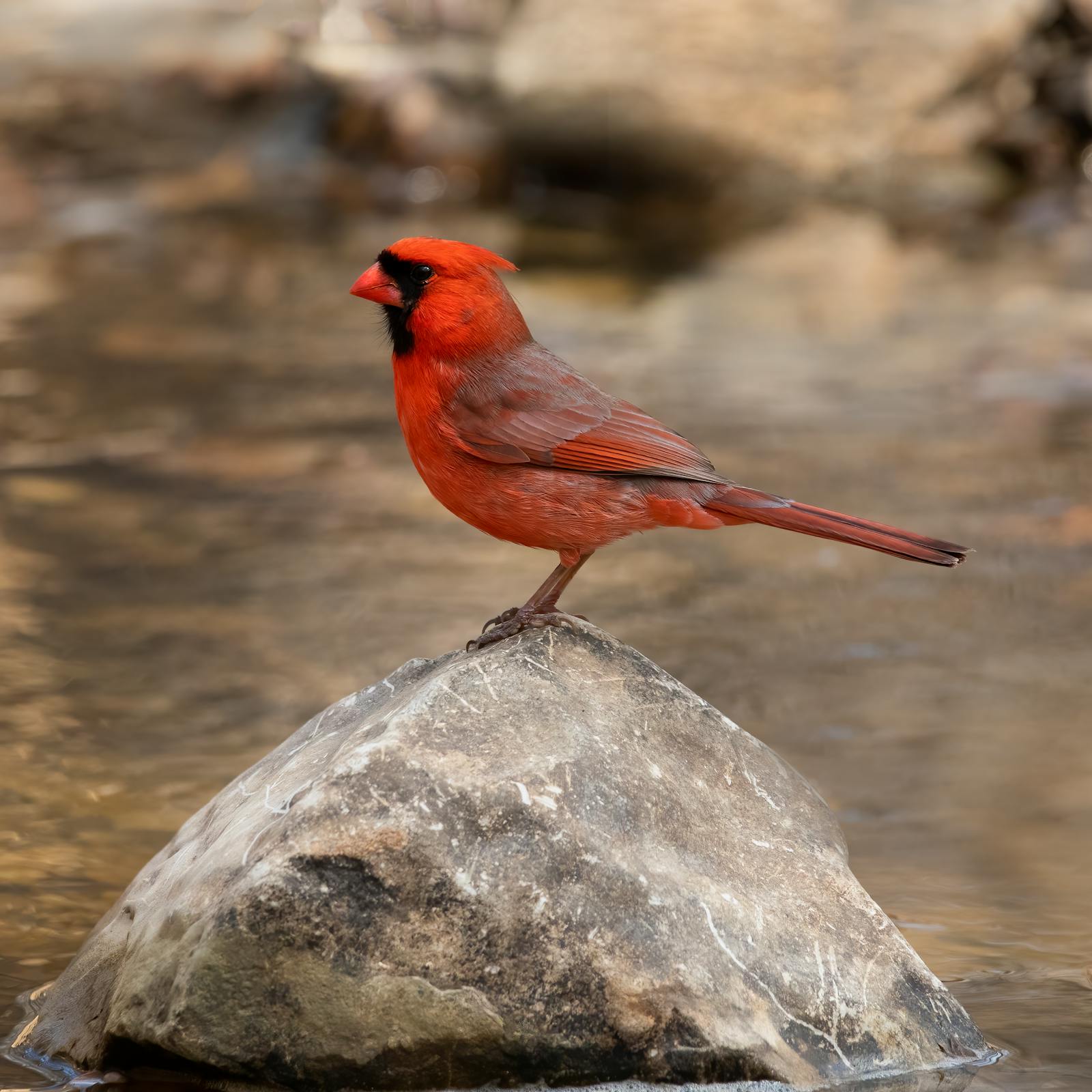 Cardinal Bird Photos, Download The BEST Free Cardinal Bird Stock Photos ...
