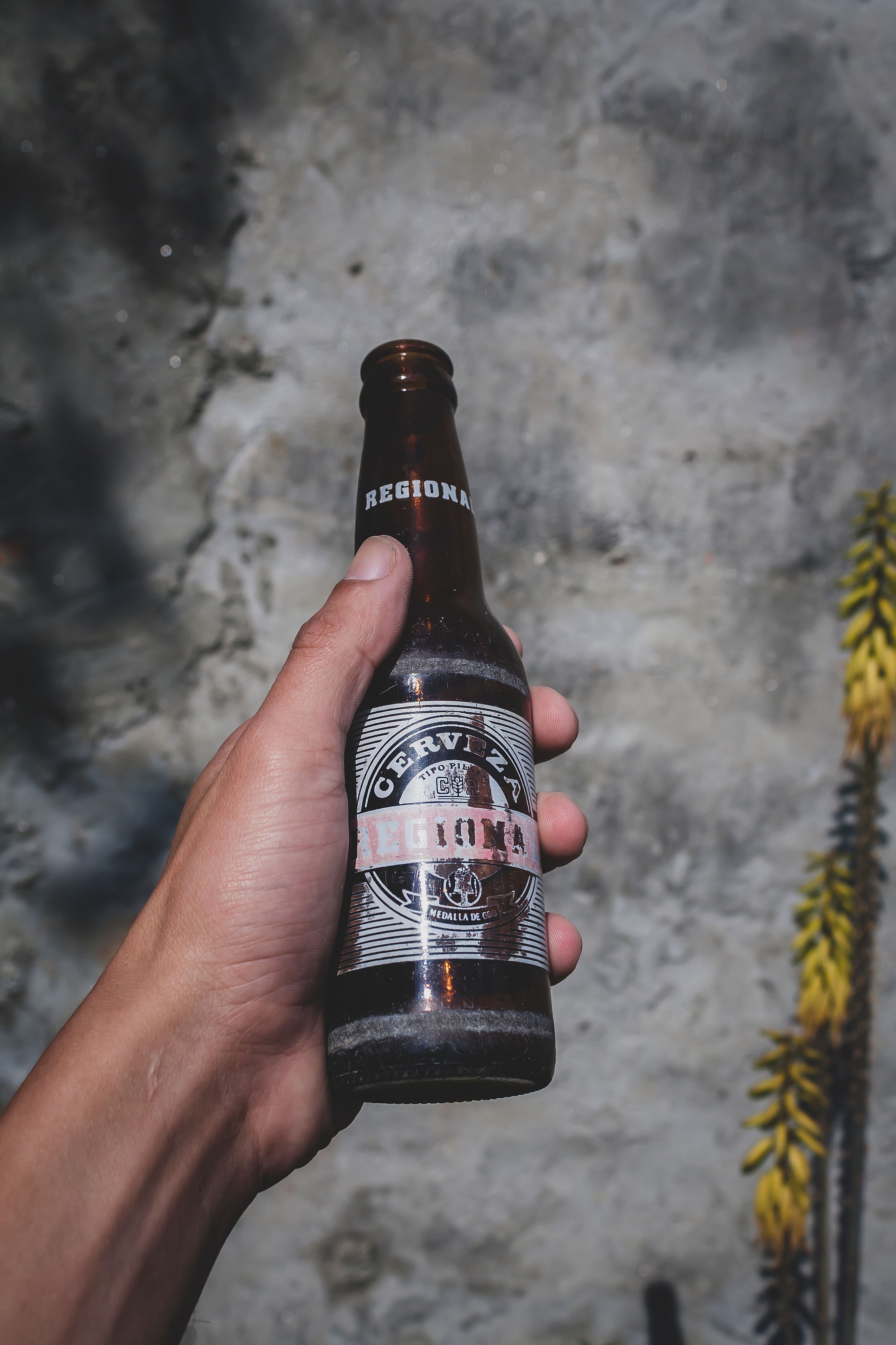 Person Holding a Budweiser Beer Bottle · Free Stock Photo