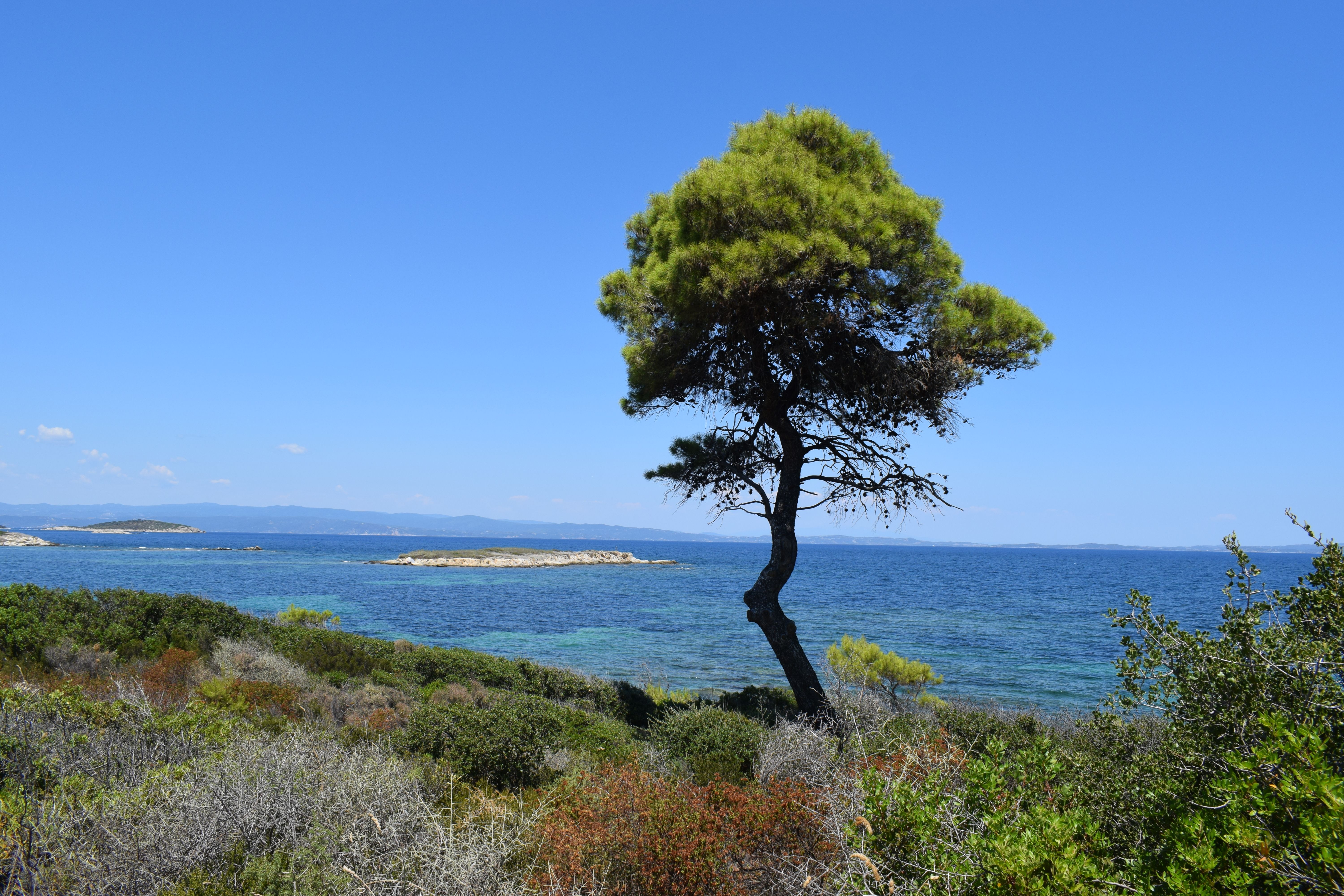 A lone tree on a hill overlooking the ocean · Free Stock Photo