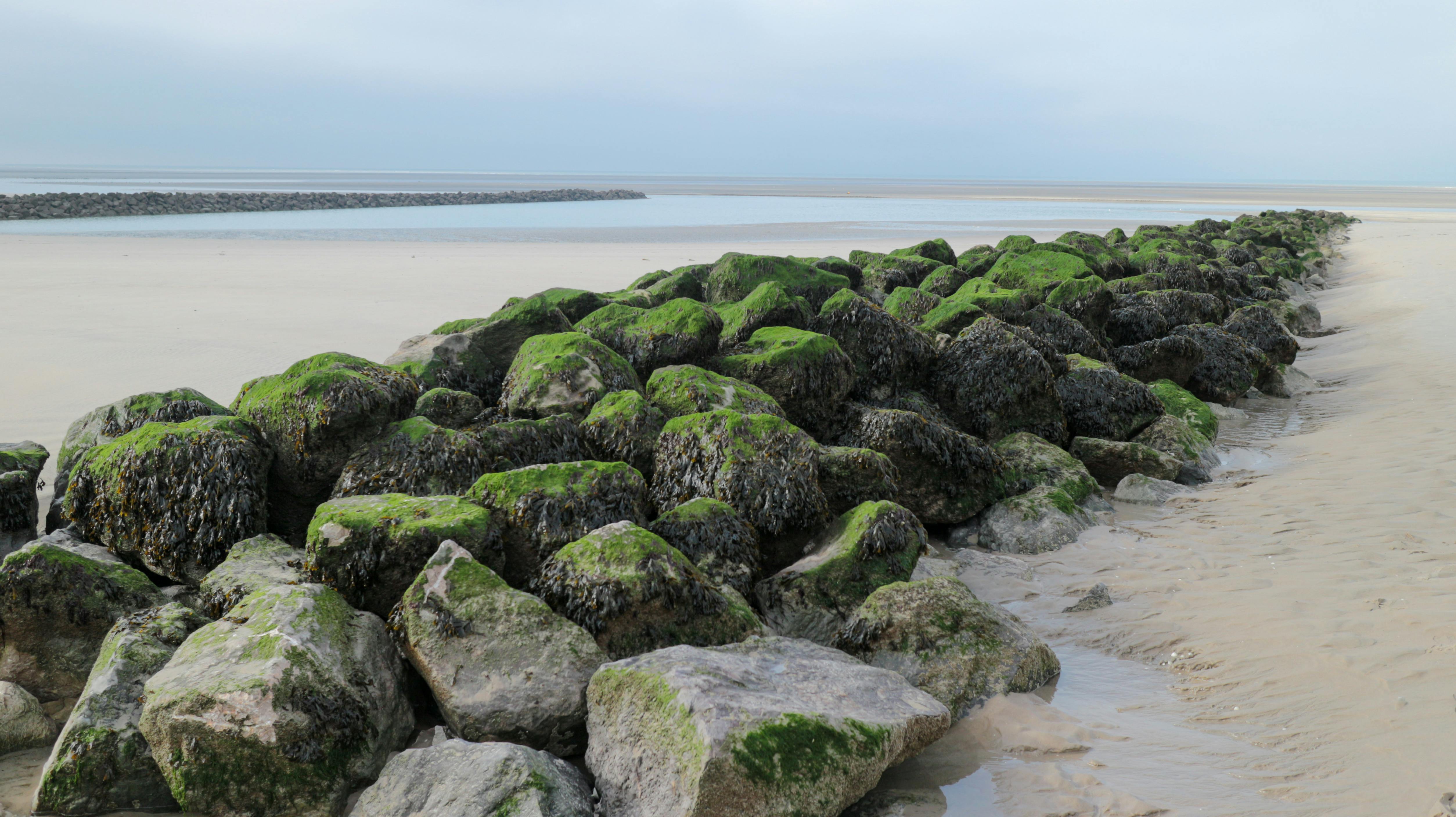 Iron Moss Photos, Download The BEST Free Iron Moss Stock Photos & HD Images