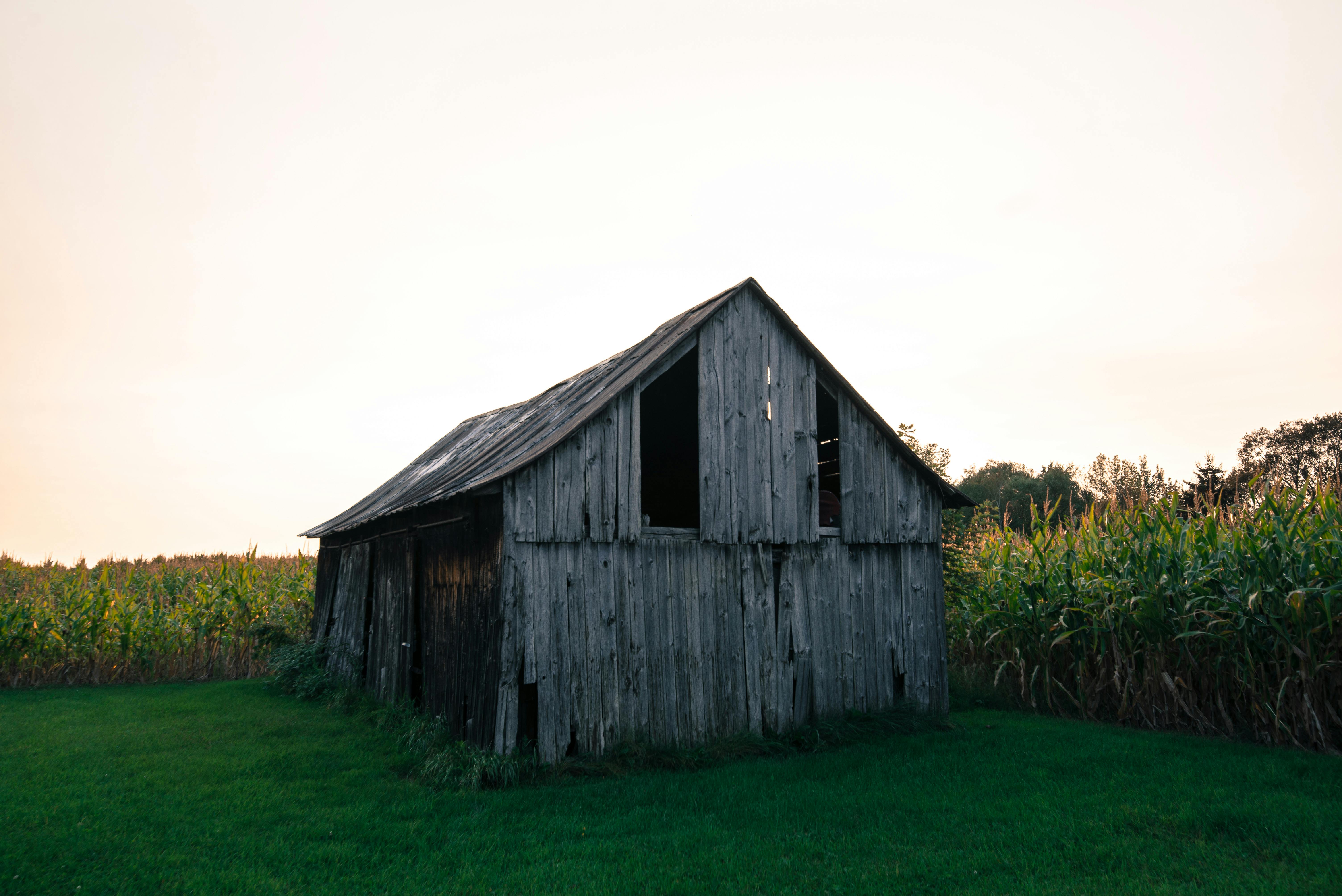 Photo of an Abandoned Wooden Barn in a Cornfield · Free Stock Photo