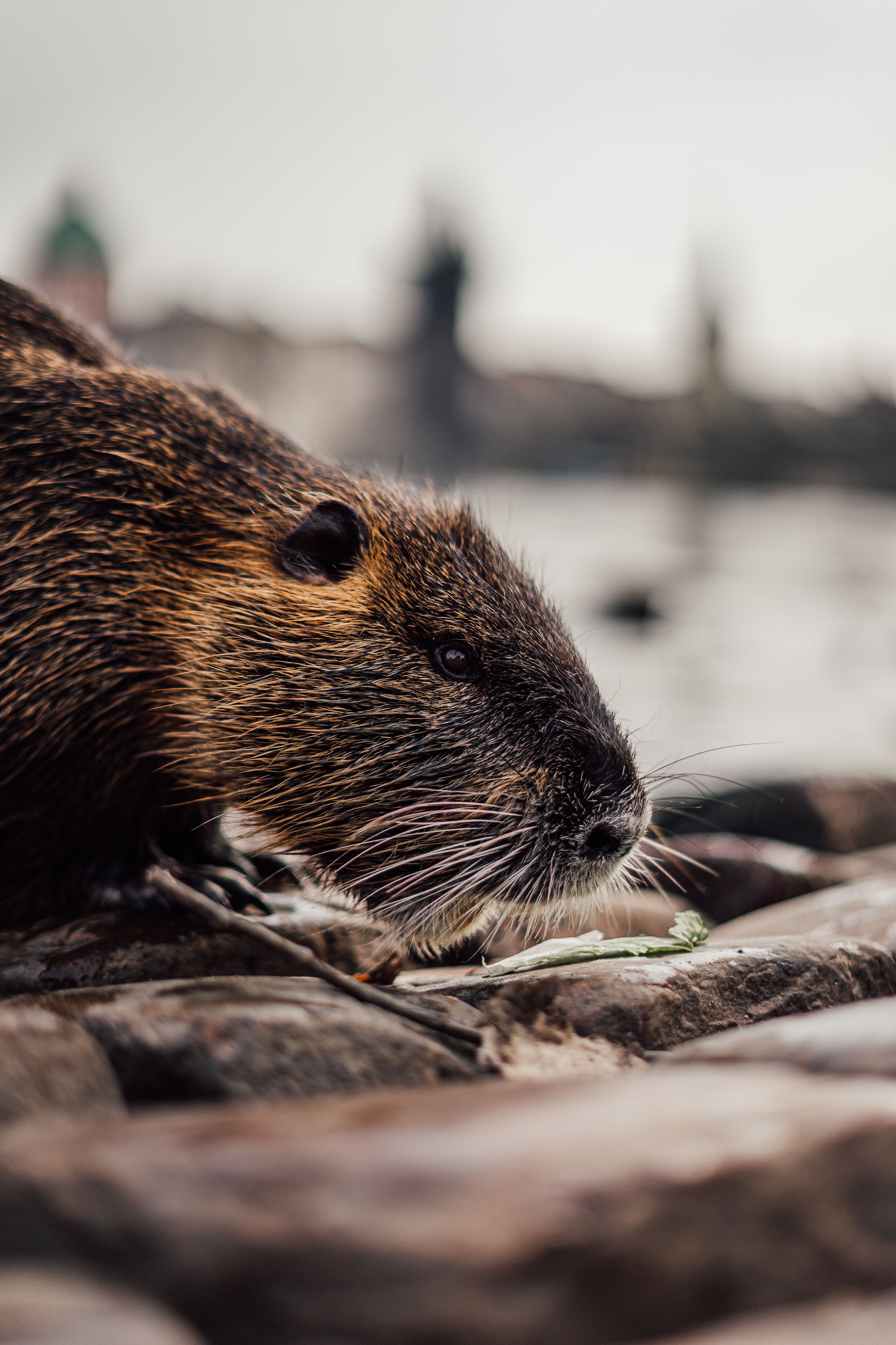 Close-up of a Nutria Walking on a Rocky Surface near the Water · Free ...