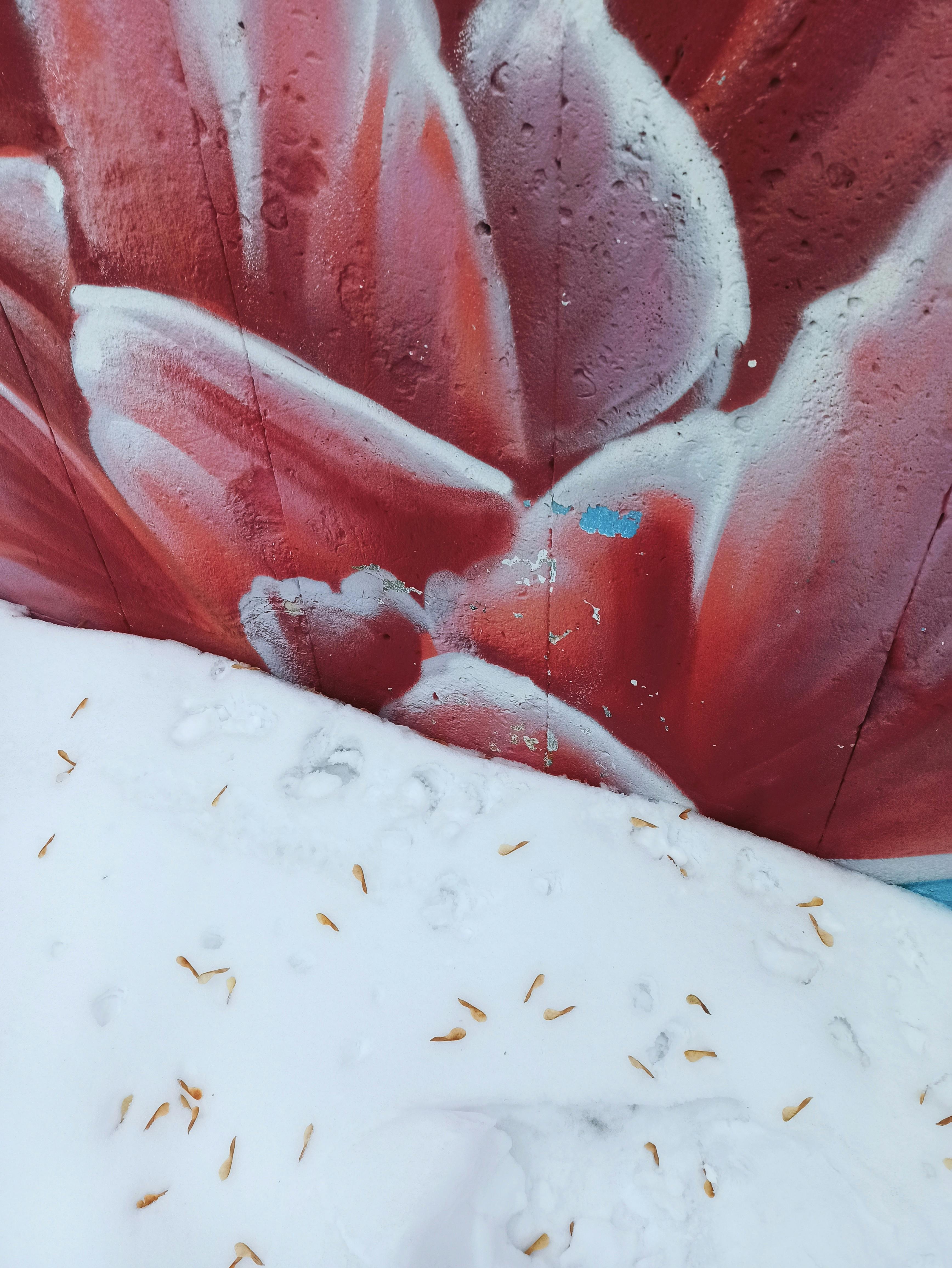 Snow Seeds Photos, Download The BEST Free Snow Seeds Stock Photos & HD ...