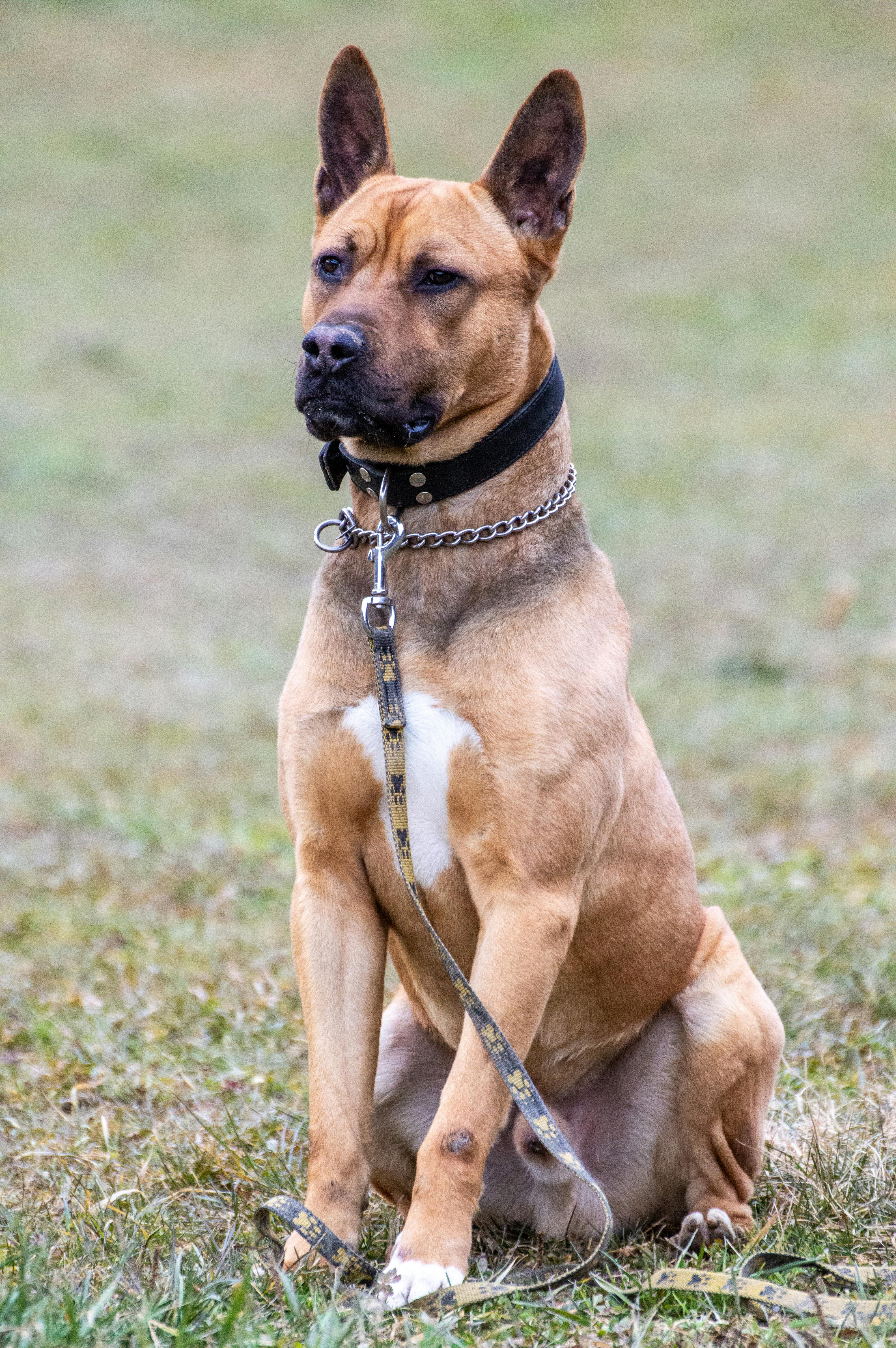 Belgian Malinois Dog Training Photos, Download The BEST Free Belgian ...
