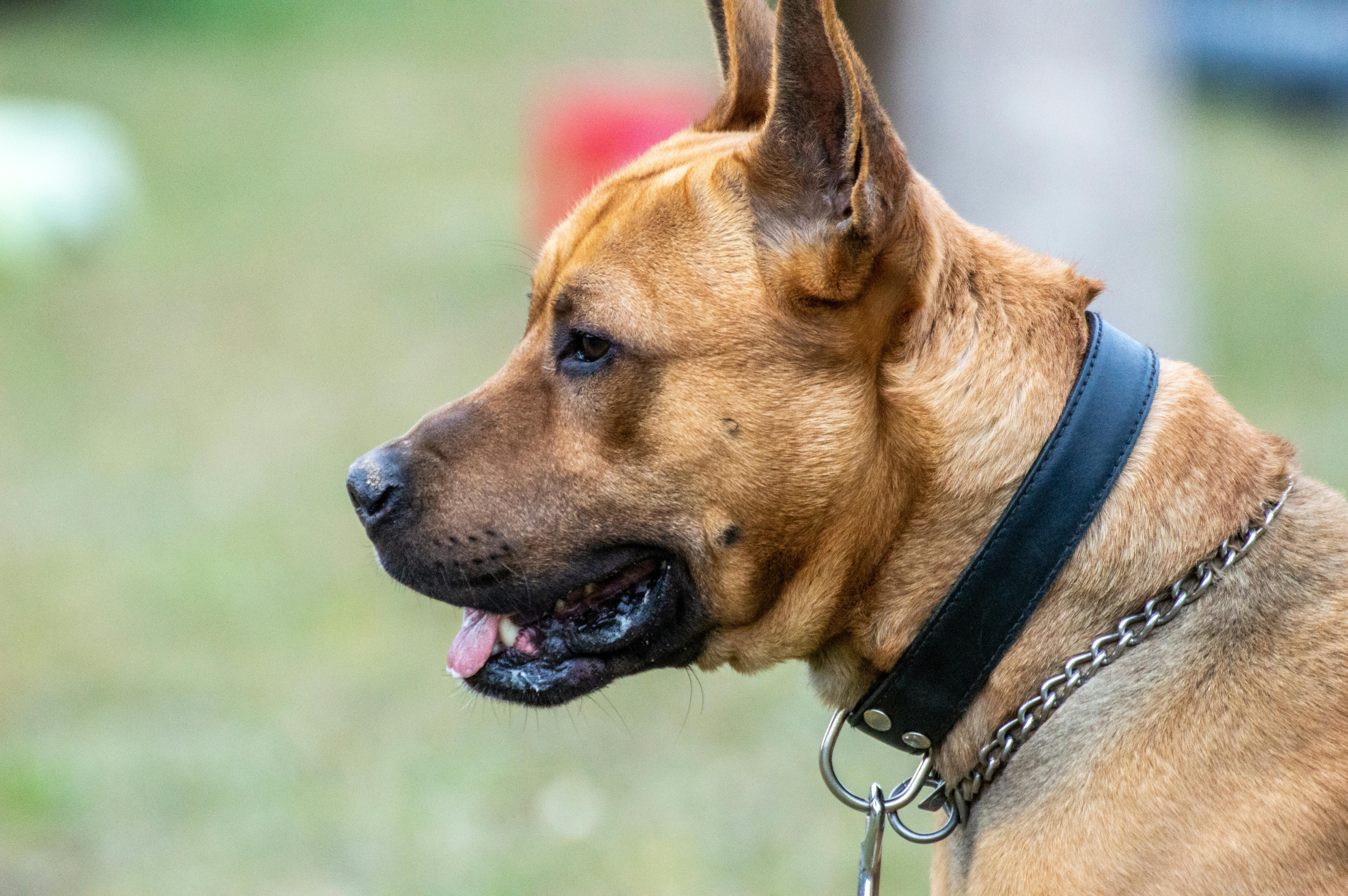 Portrait of Dog in Collar · Free Stock Photo