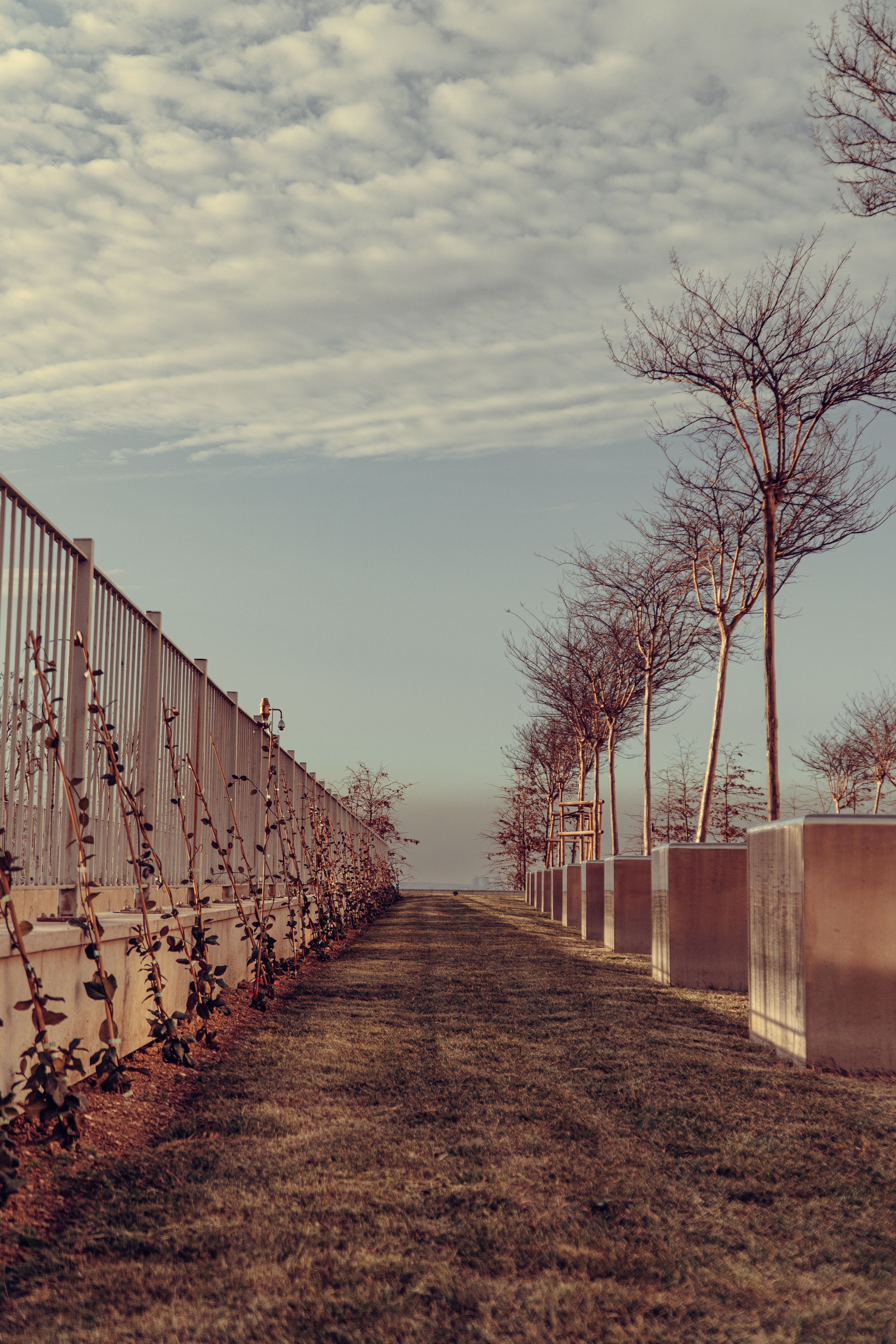 Young Trees in Park · Free Stock Photo