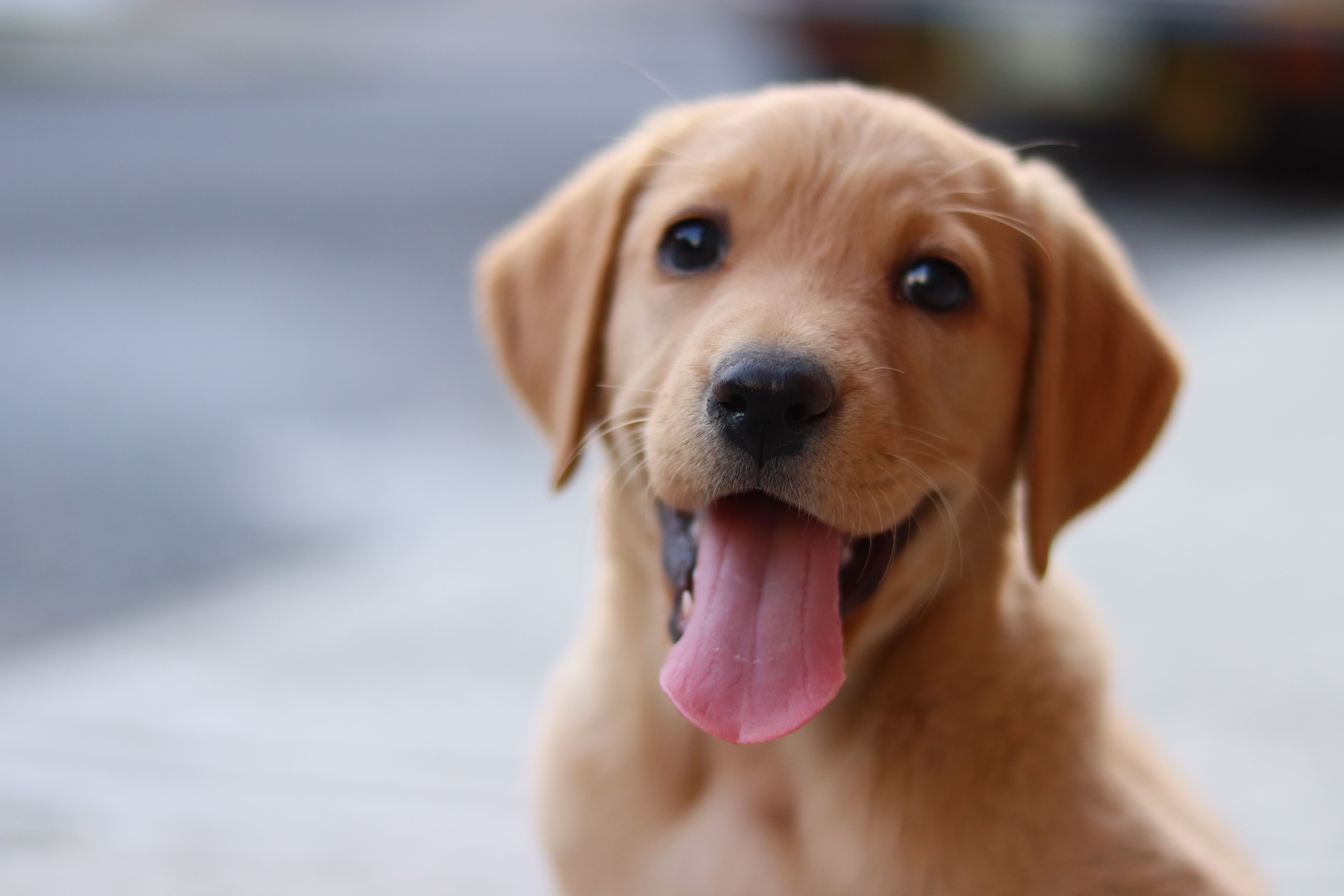 Dois Filhotes De Labrador Retriever Amarelo · Foto profissional gratuita