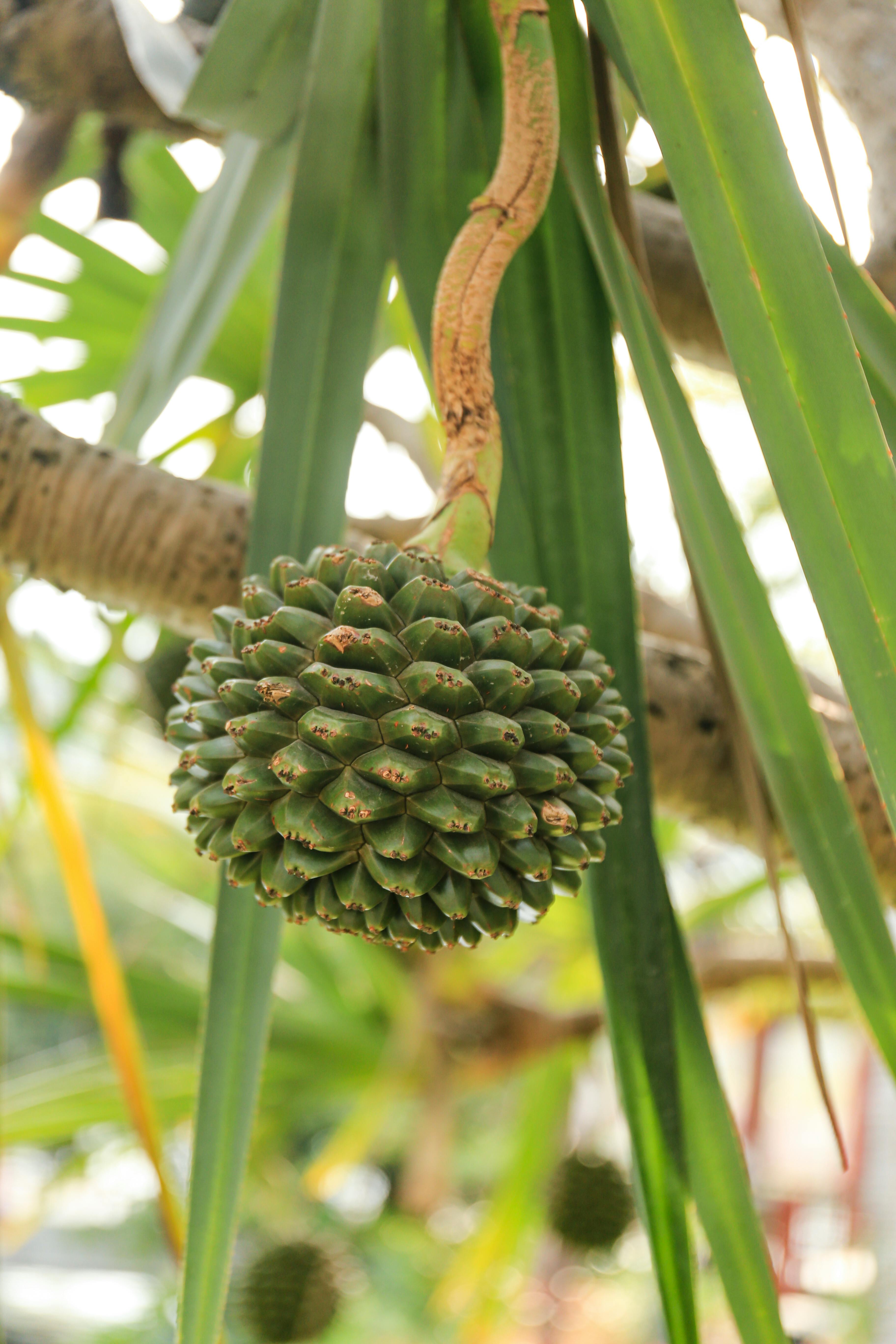 Fruit of Screwpine Tree · Free Stock Photo