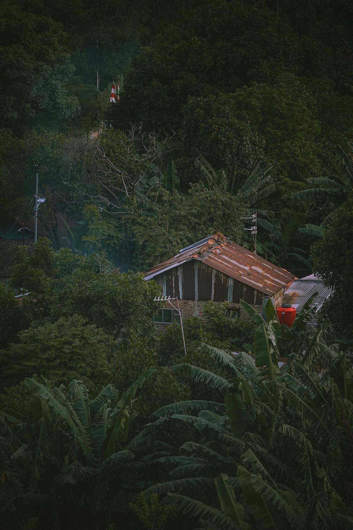 Rainforest House Photos, Download The BEST Free Rainforest House Stock ...