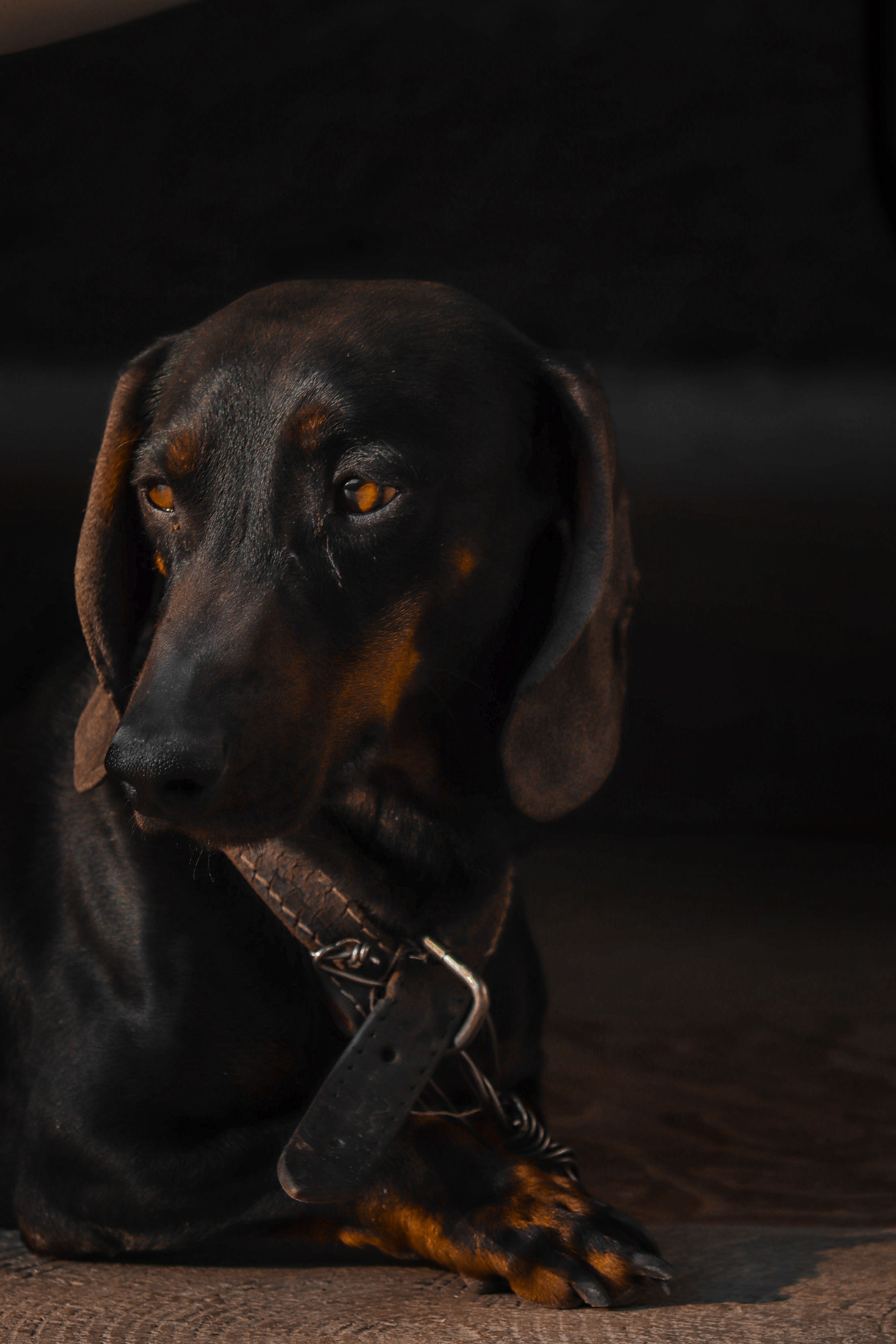 How Do You Calm A Dachshund Puppy