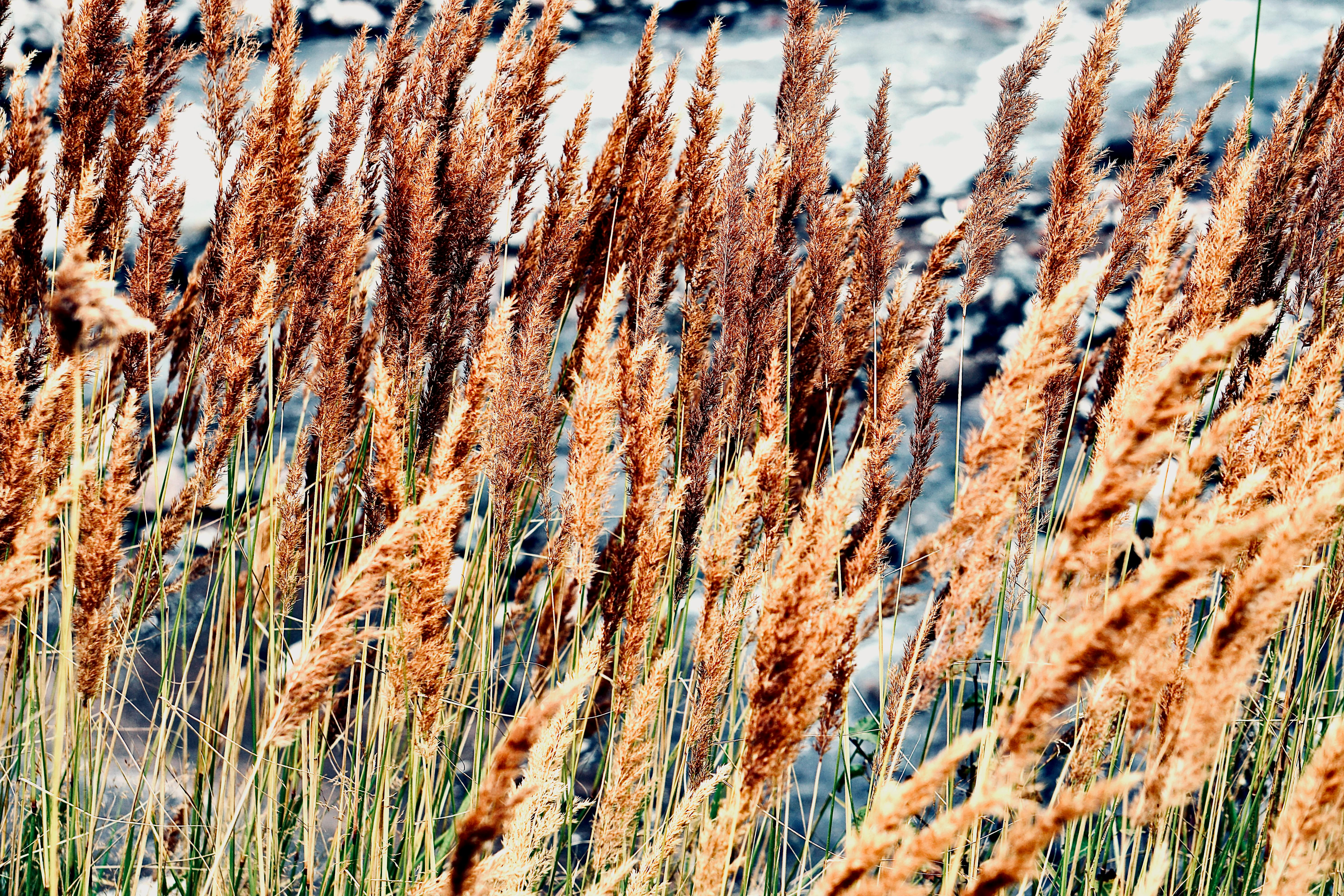 Drying Speargrass in Summer · Free Stock Photo