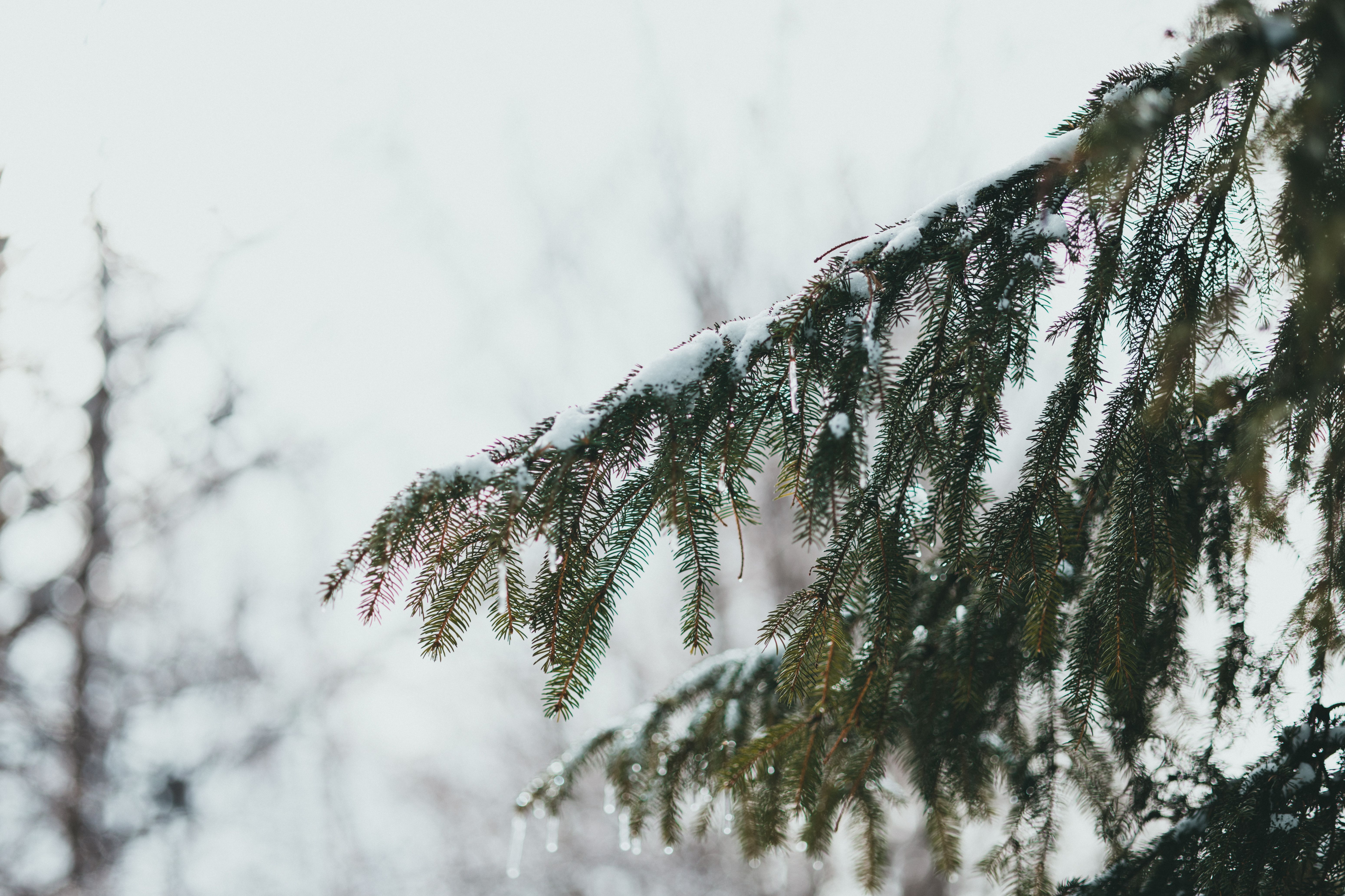 Close up of a Branch in Winter · Free Stock Photo